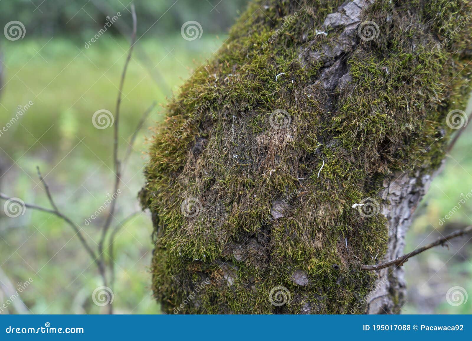 Crooked Old Tree Trunk Overgrown with Green Moss Stock Photo - Image of ...