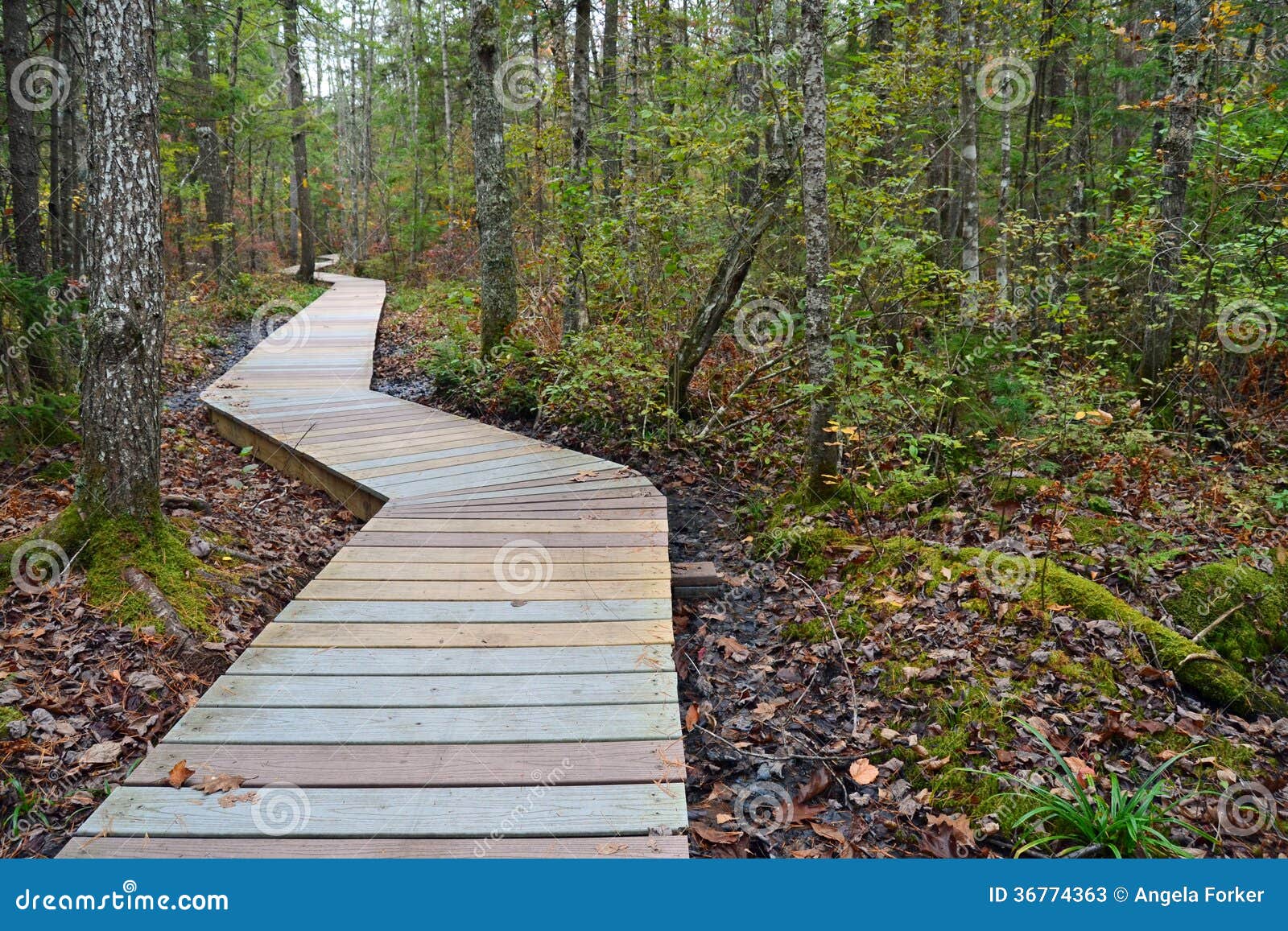 The crooked path stock image. Image of beautiful, tranquil - 36774363