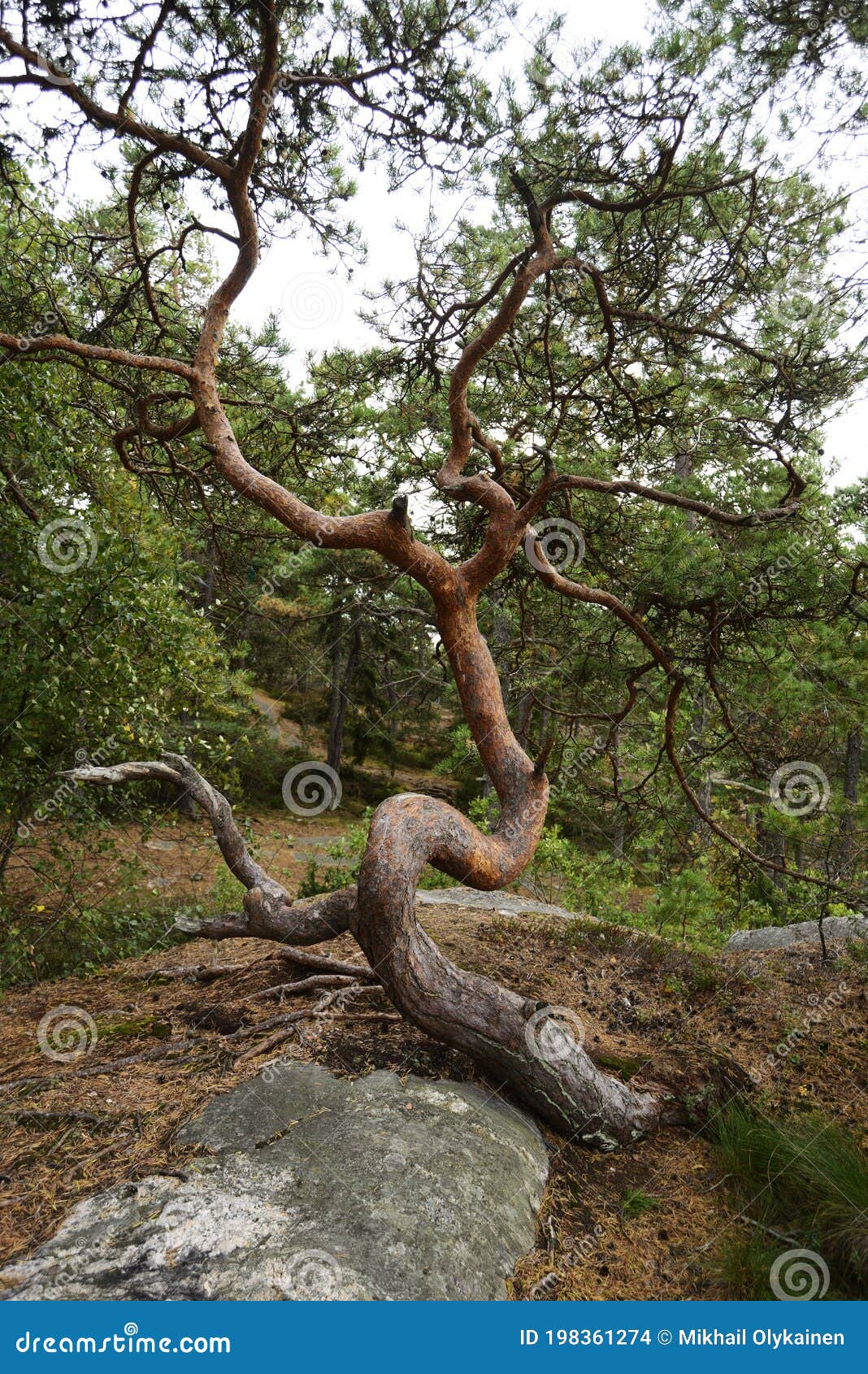 Crooked Pine Tree Growing on a Rock Stock Photo - Image of crooked ...