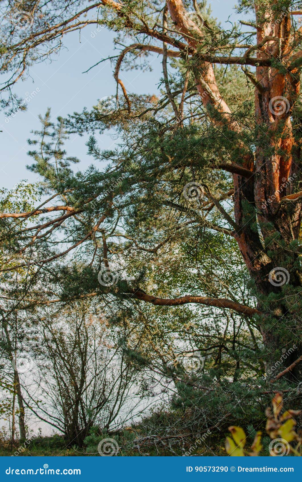 A crooked pine tree stock photo. Image of crystal, lily - 90573290