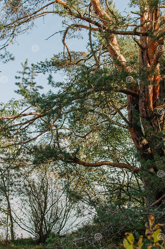 A crooked pine tree stock photo. Image of crystal, lily - 90573290