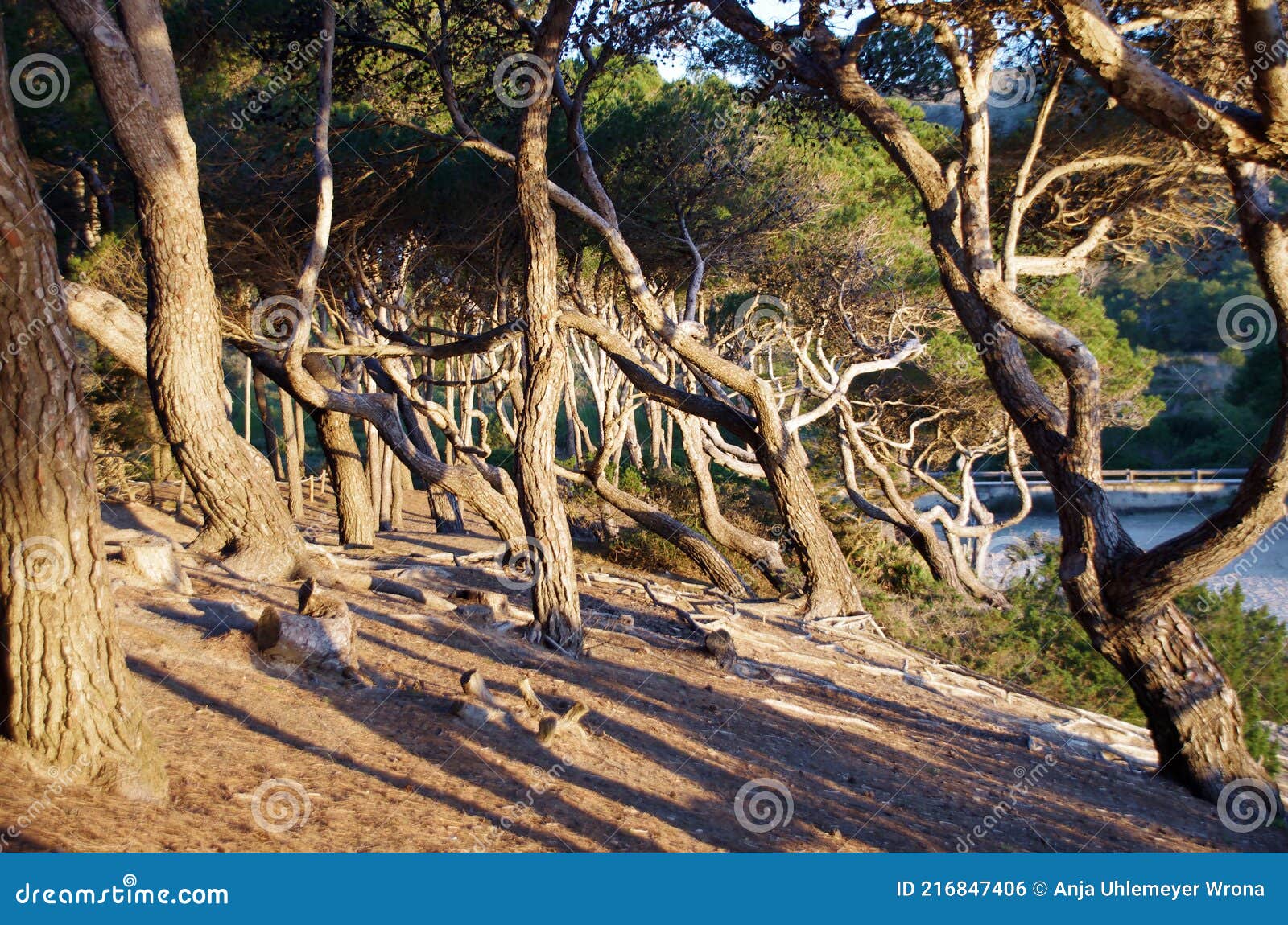 Crooked Pine Trees on the Beach Stock Photo - Image of boles ...
