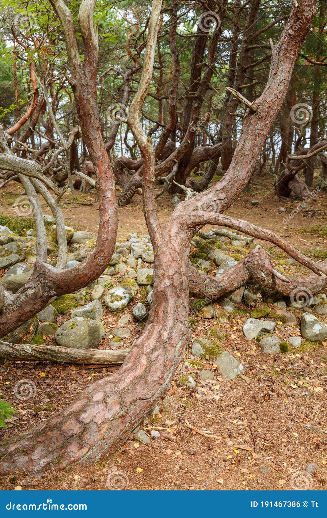 Crooked Pine Trees in a Forest Stock Photo - Image of nature, windblown ...