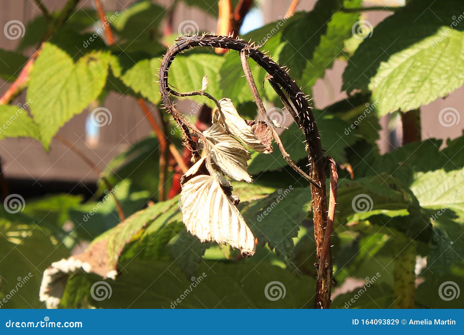 A Crooked Raspberry Cane Infected with Blight Stock Image - Image of ...