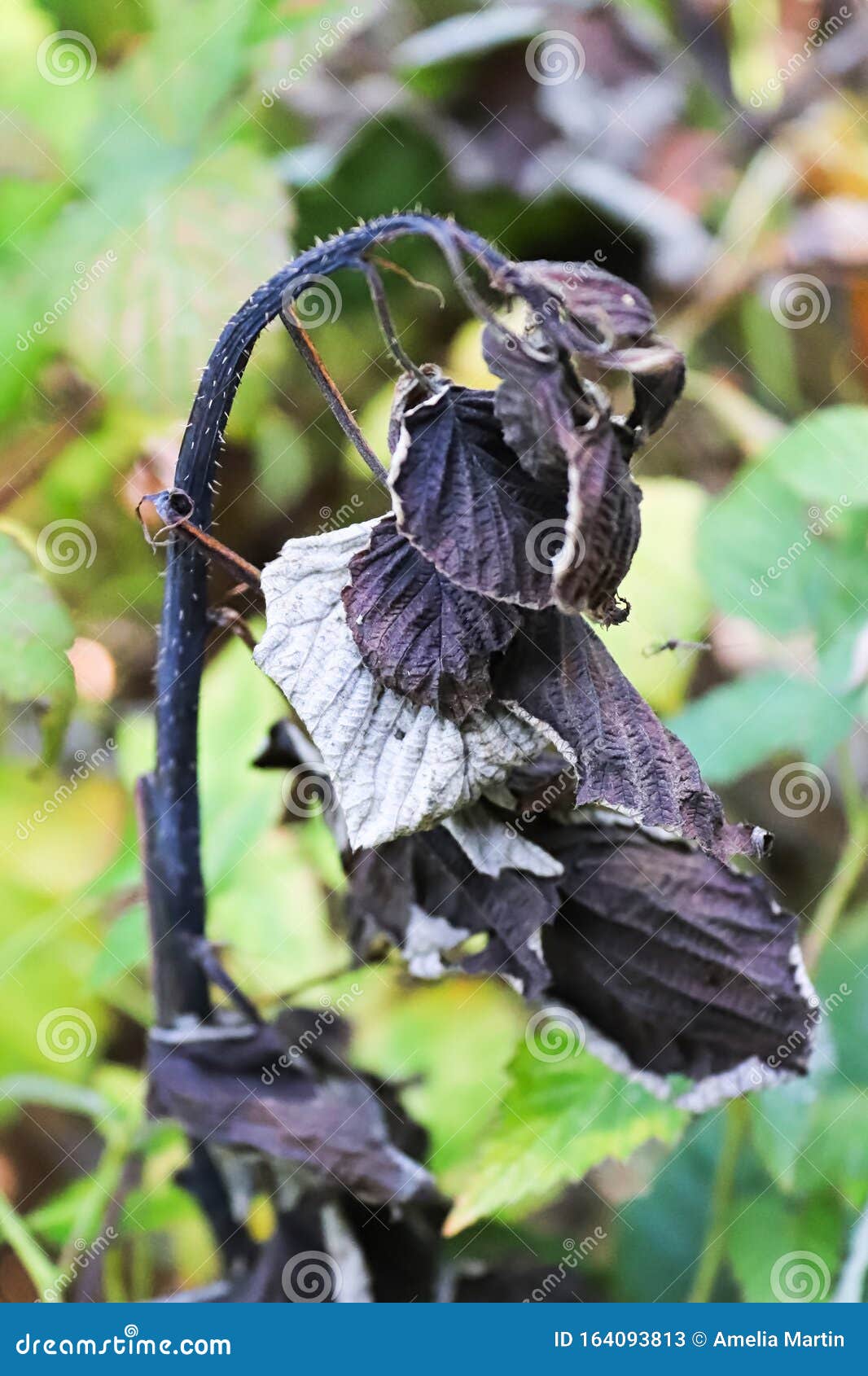 The Crooked Raspberry Cane Infected with Blight Stock Image - Image of ...