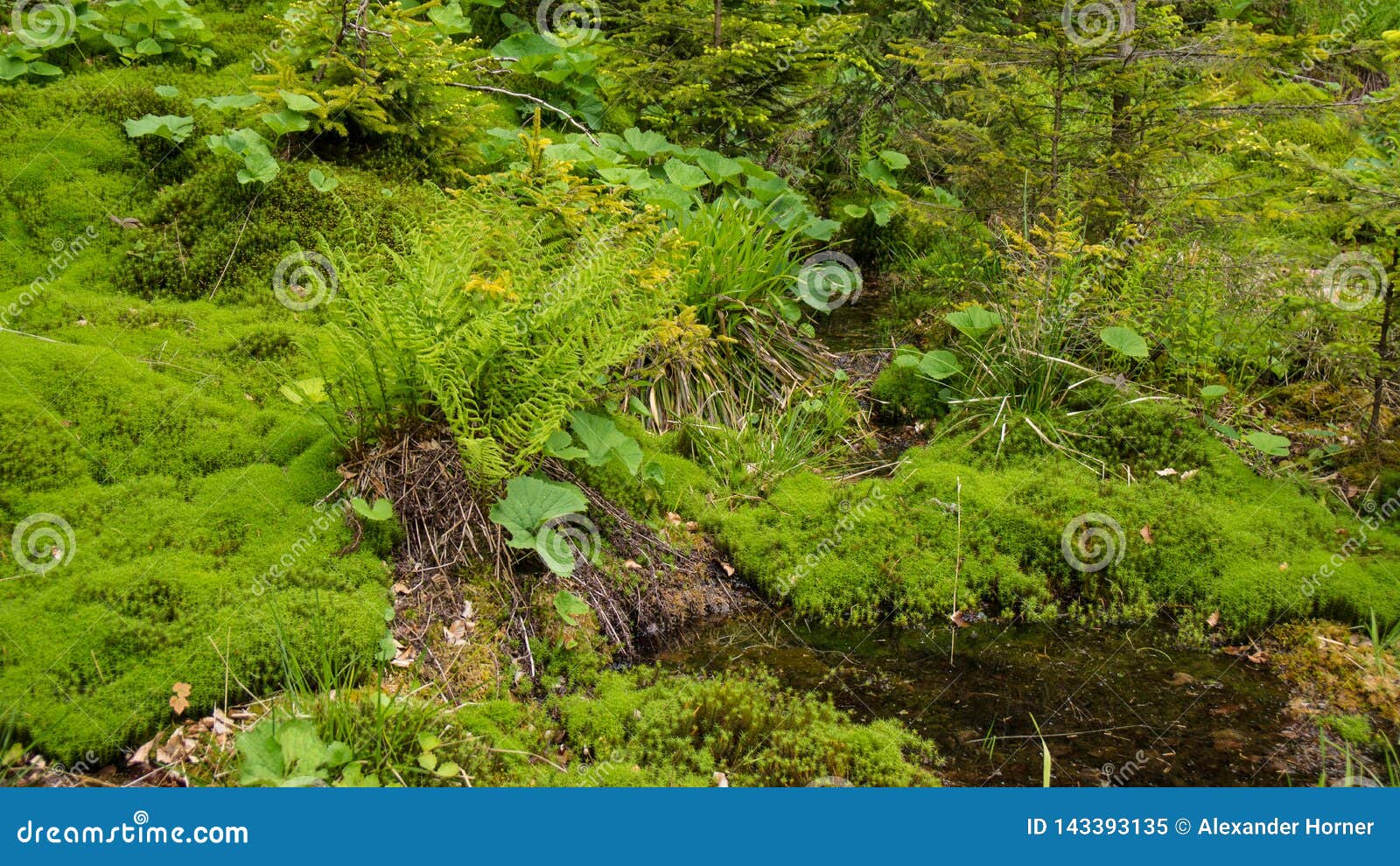 Crooked River through Moss Bed Stock Image - Image of nature, color ...