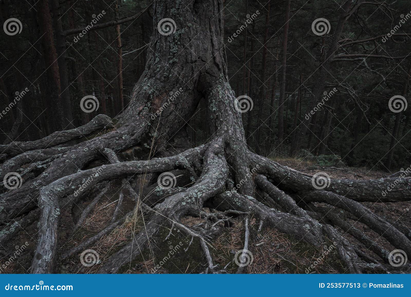 A Crooked, Scary Roots in a Dark Forest Stock Image - Image of autumn ...