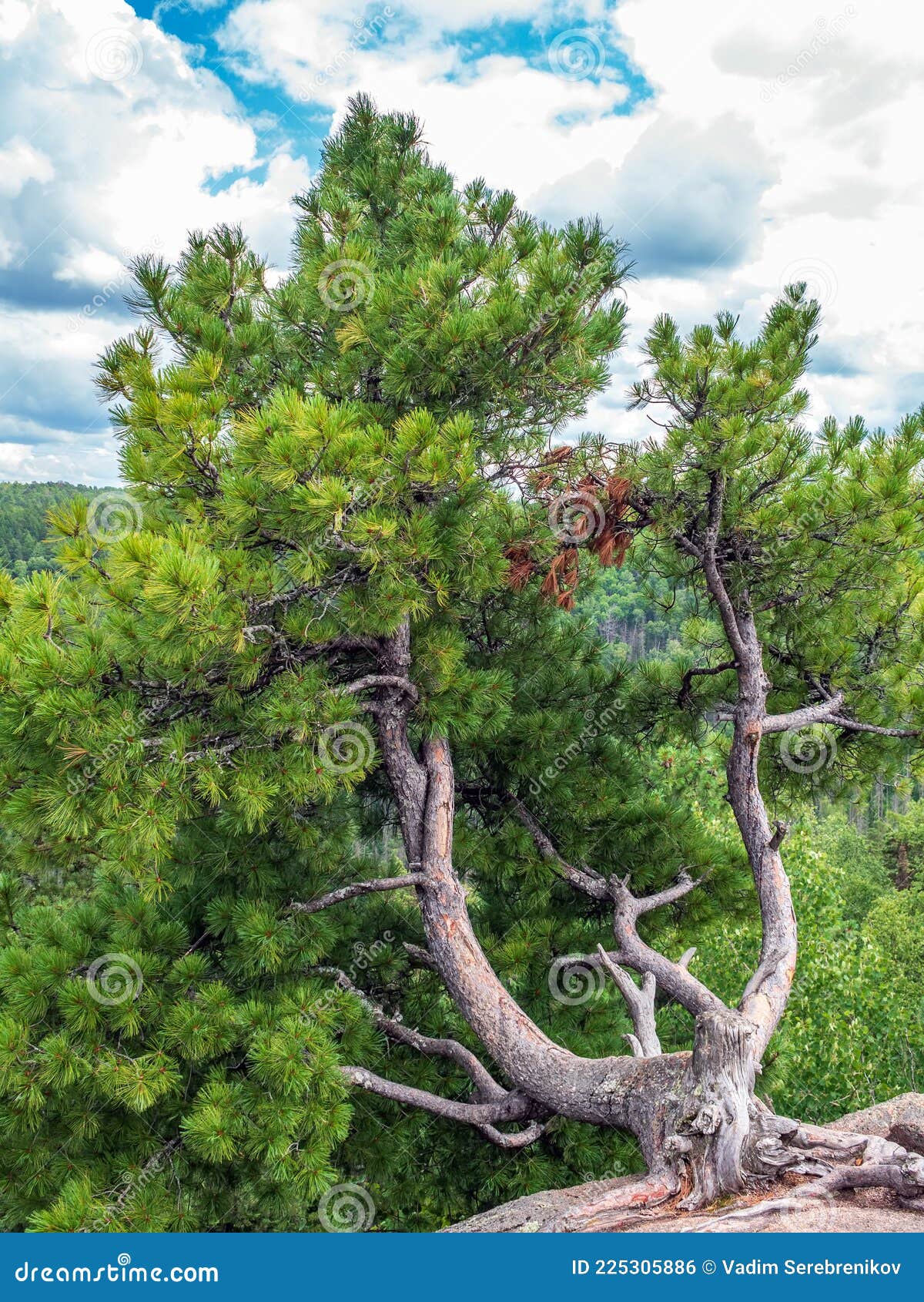 Crooked Siberian Pine Growing at the Edge of the Cliff Stock Photo ...