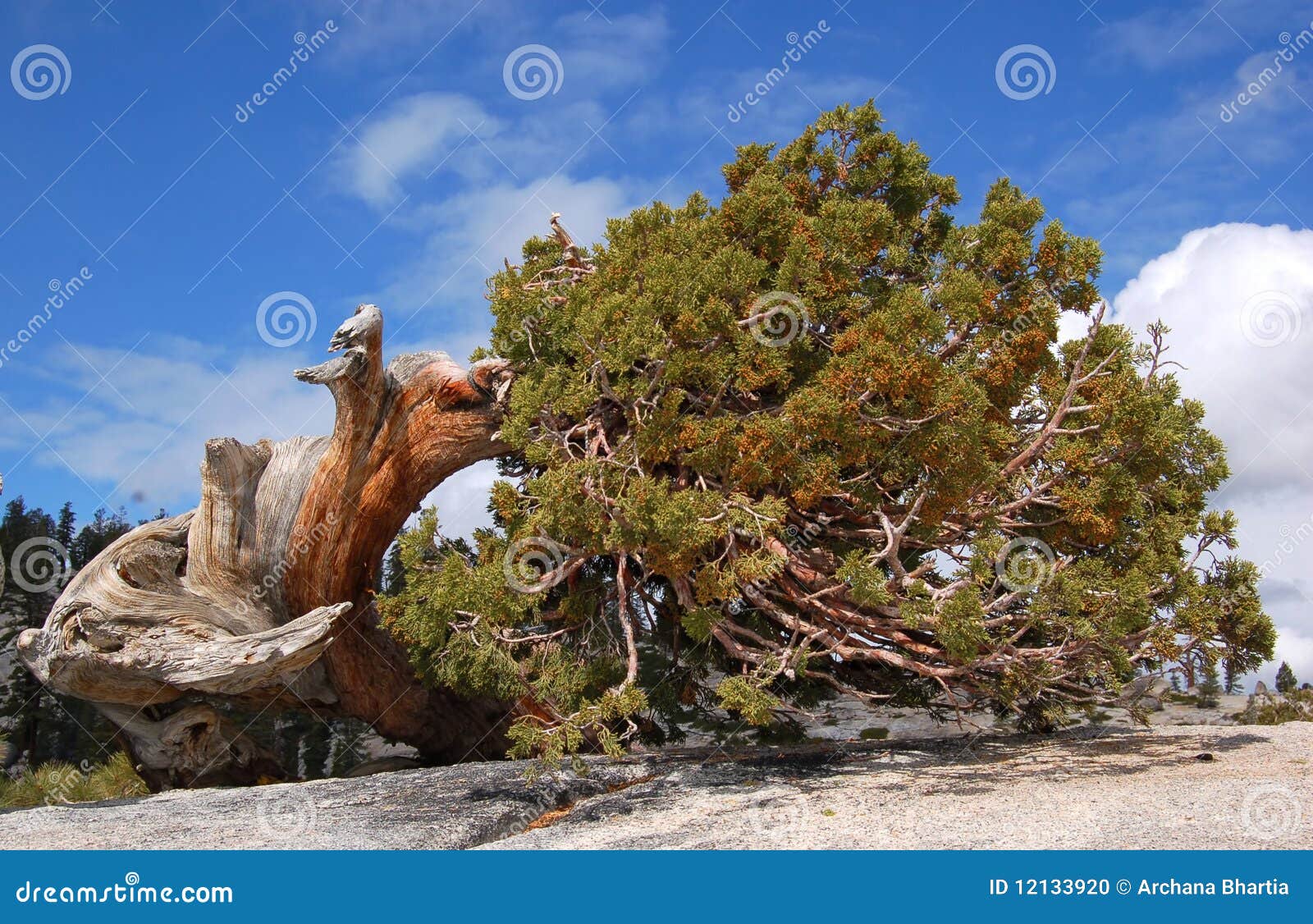 Crooked tree stock photo. Image of clouds, cloudy, nature - 12133920