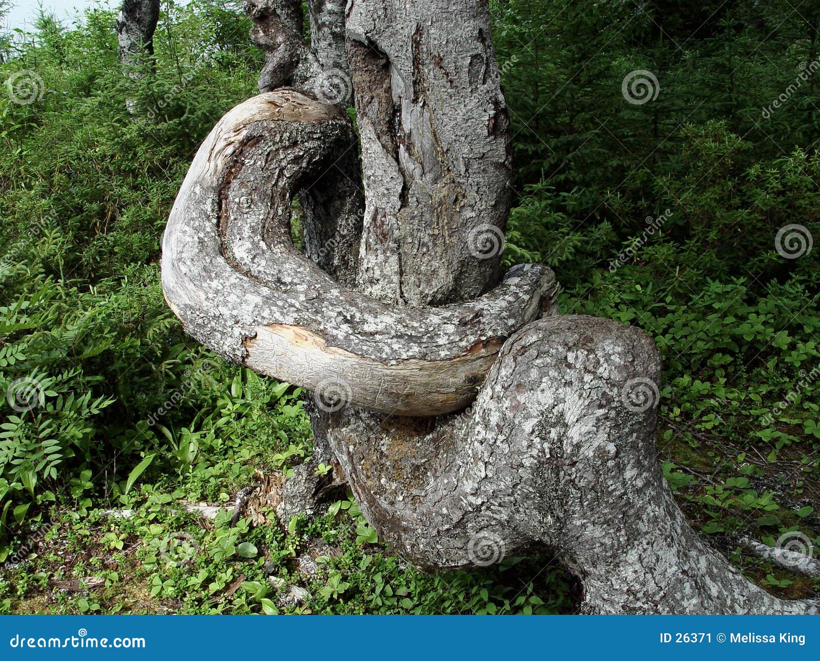 Crooked Tree stock image. Image of executive, newfoundland - 26371
