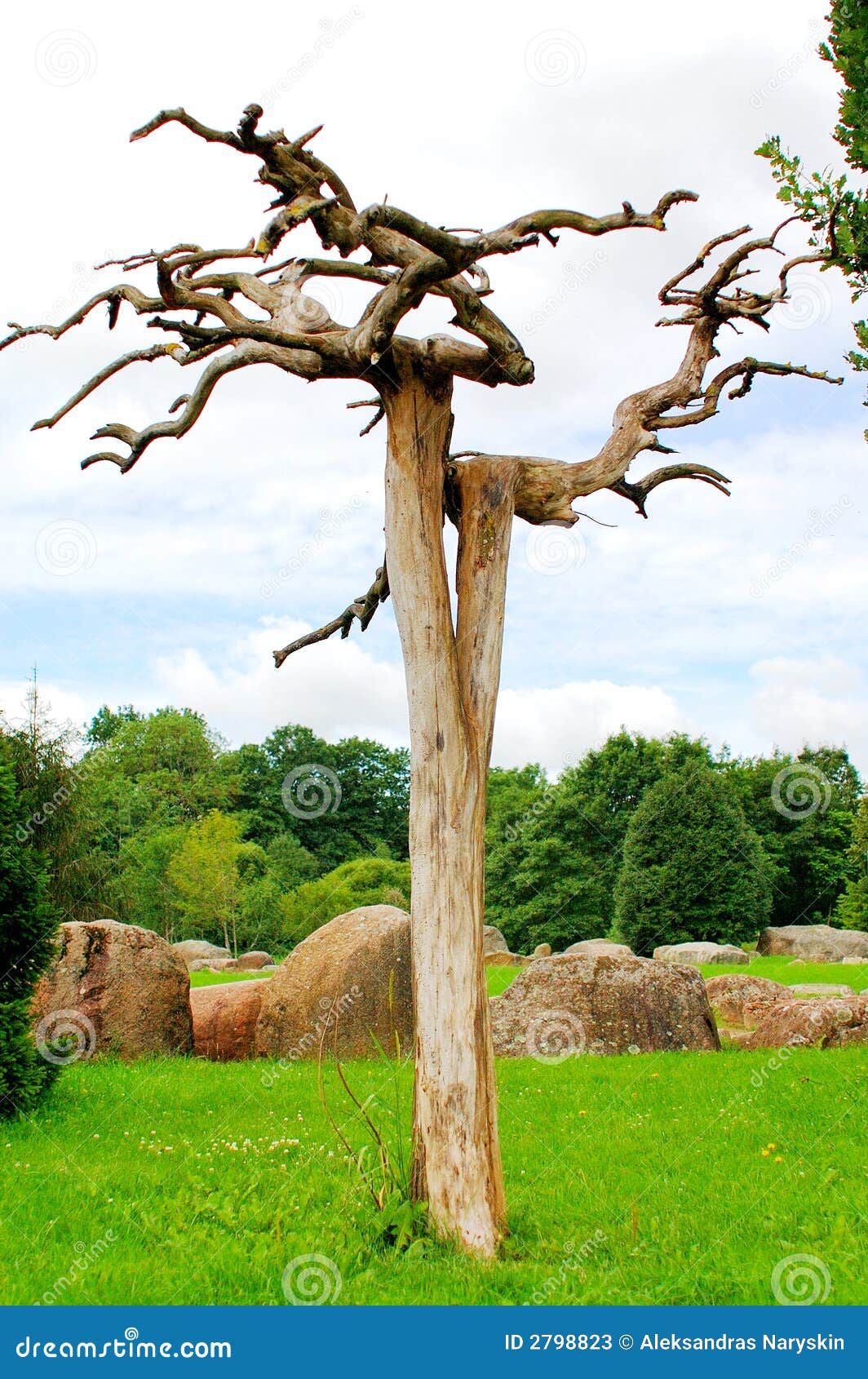 The Crooked Tree. Picture Image: 2798823