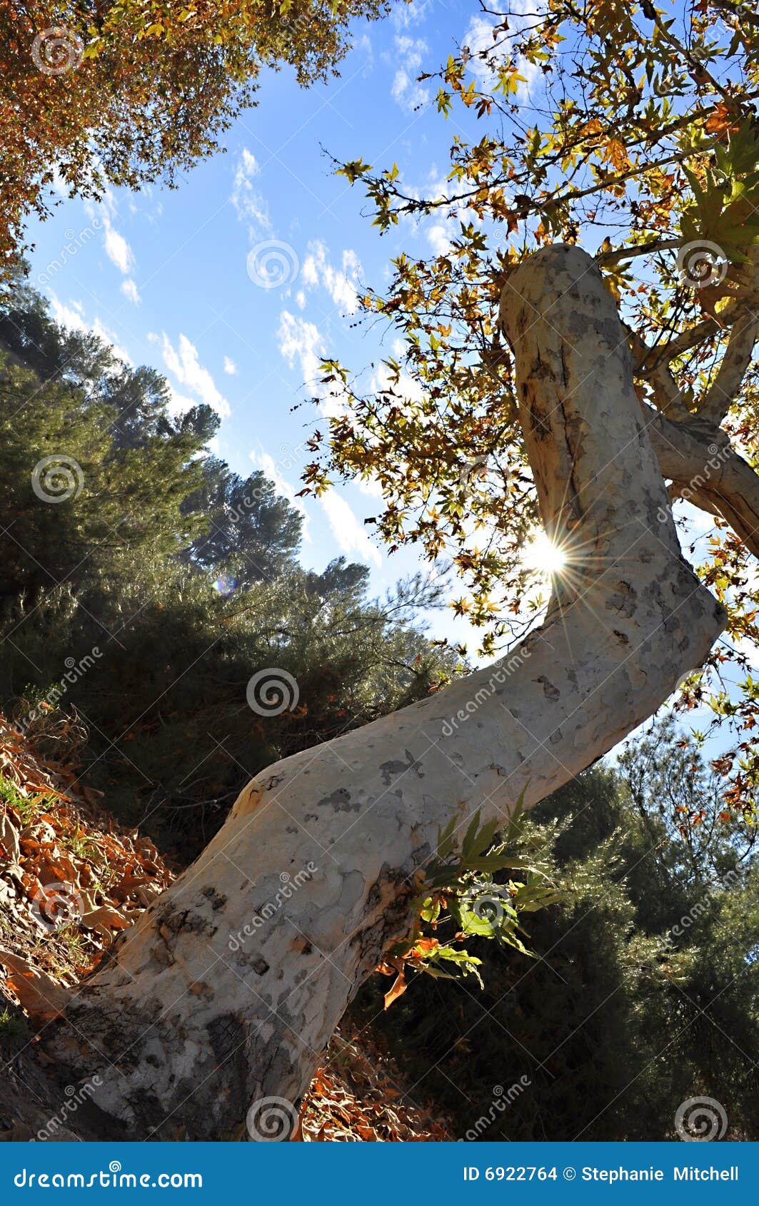 Crooked tree stock photo. Image of curly, autumn, brush - 6922764