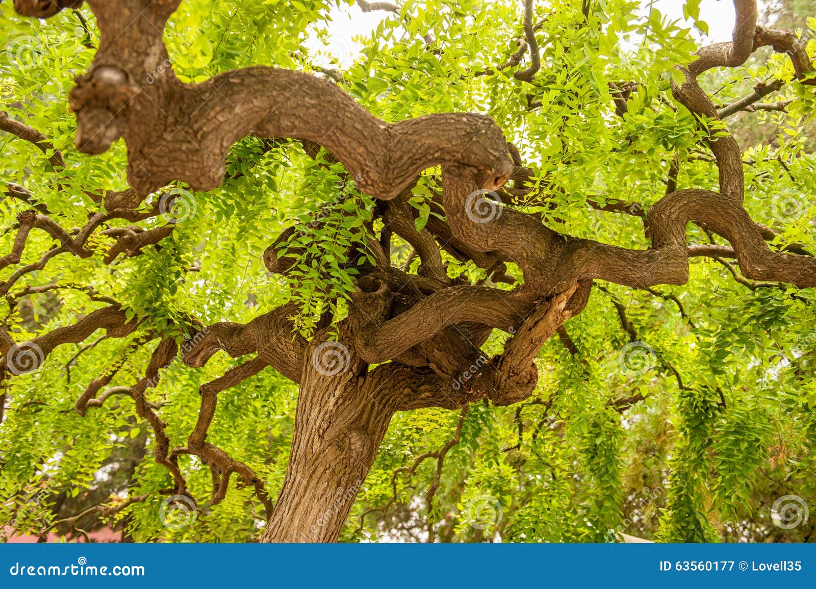 Crooked tree branches stock image. Image of summer, bent - 63560177