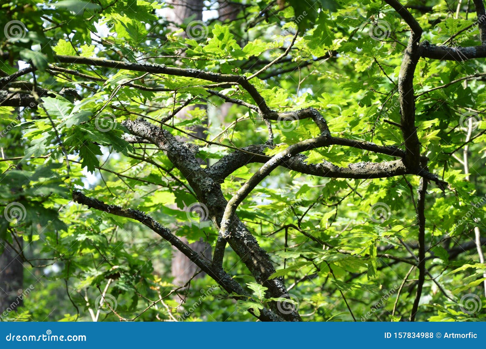Crooked Tree Branches with Green Leaves Bottom Up View Stock Photo ...