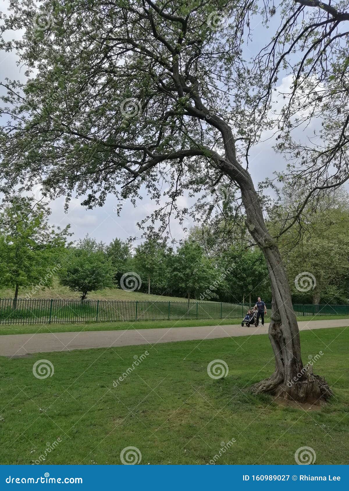 Crooked tree stock image. Image of silver, tree, crooked - 160989027