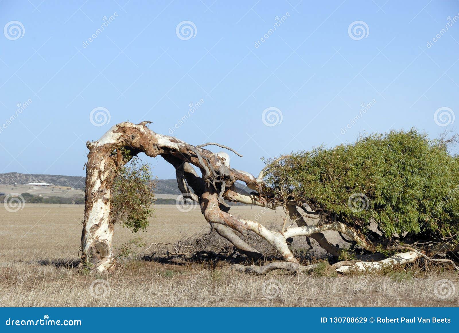 Crooked tree in the desert stock image. Image of desert - 130708629