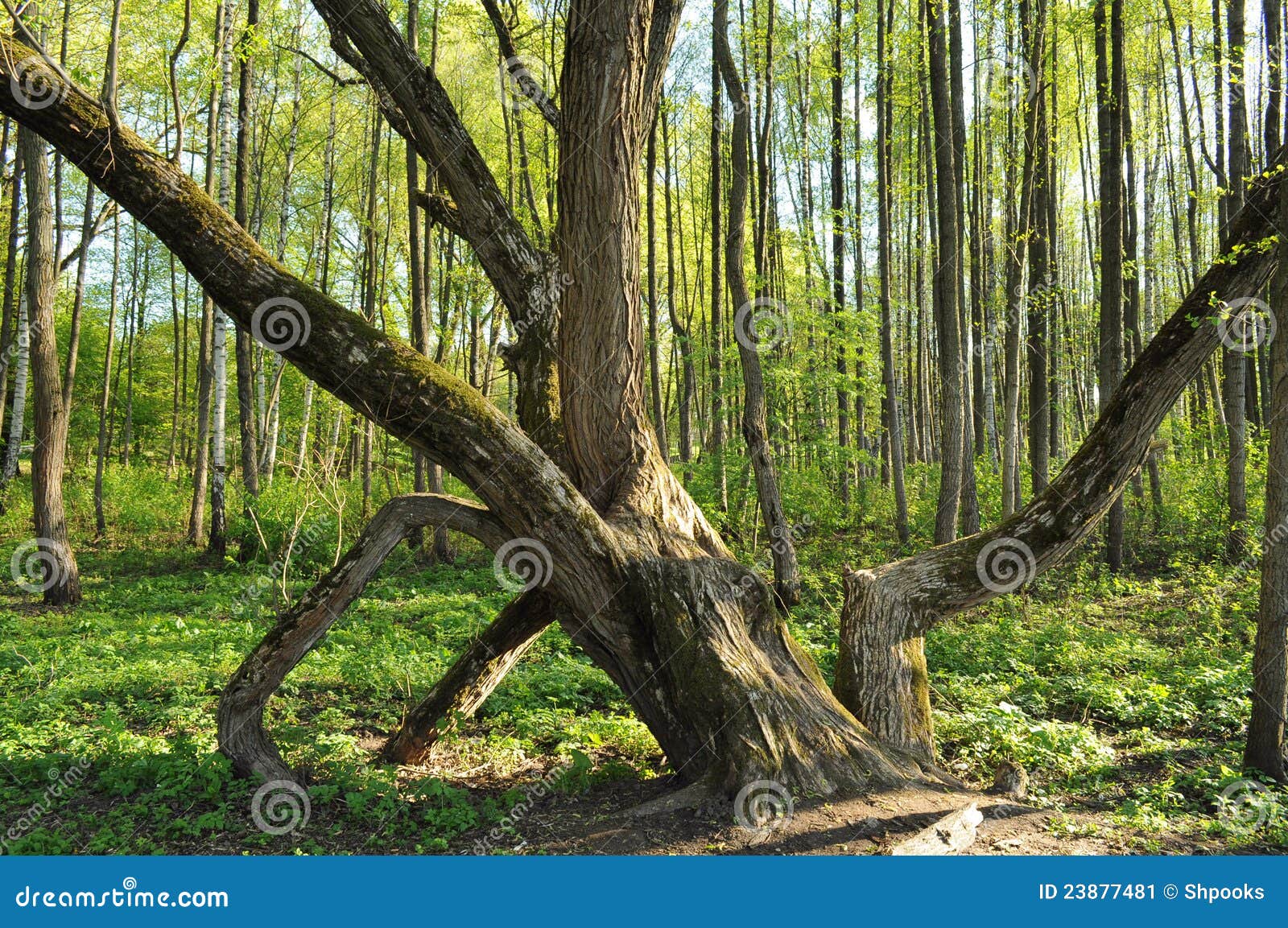 Crooked tree in the forest stock image. Image of crooked - 23877481