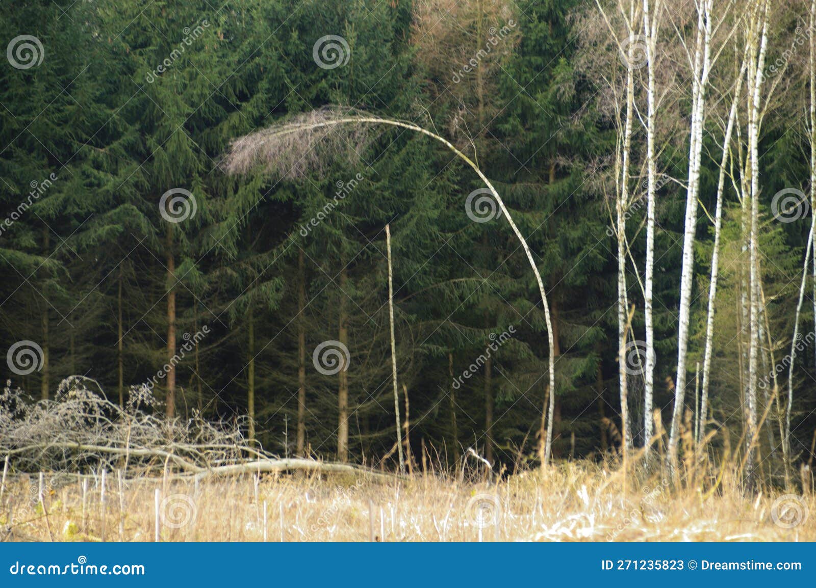 Crooked tree stock image. Image of tree, crooked, wilderness - 271235823