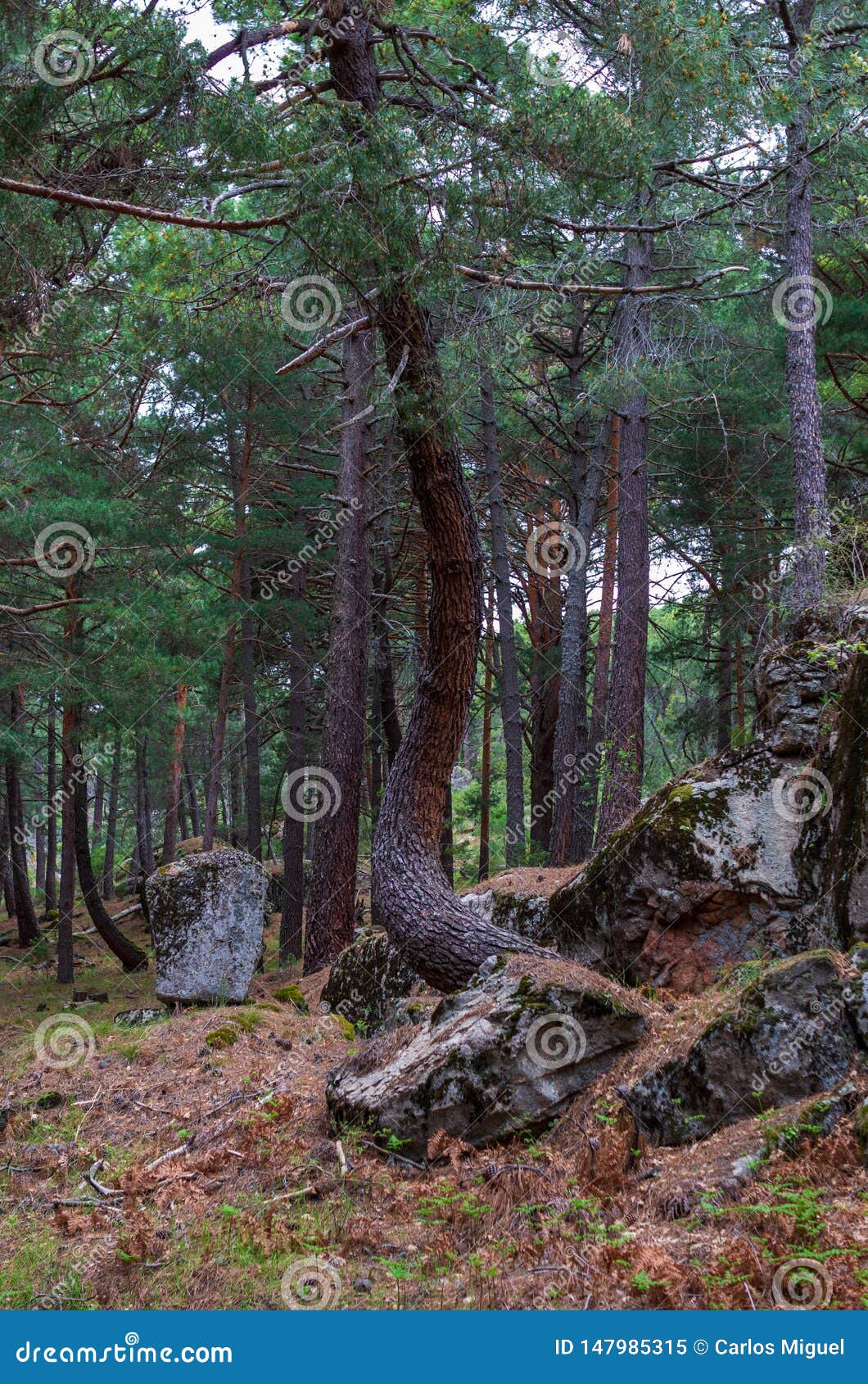 Crooked Tree Growing between the Rocks of a Pine Forest Stock Image ...