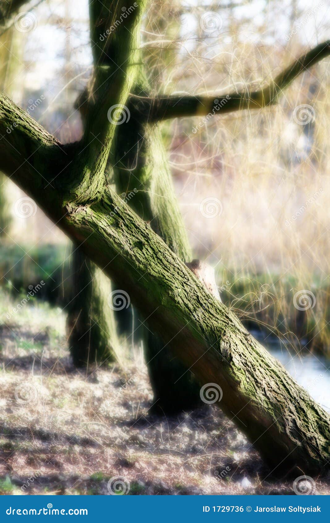 Crooked tree in the park stock photo. Image of natural - 1729736