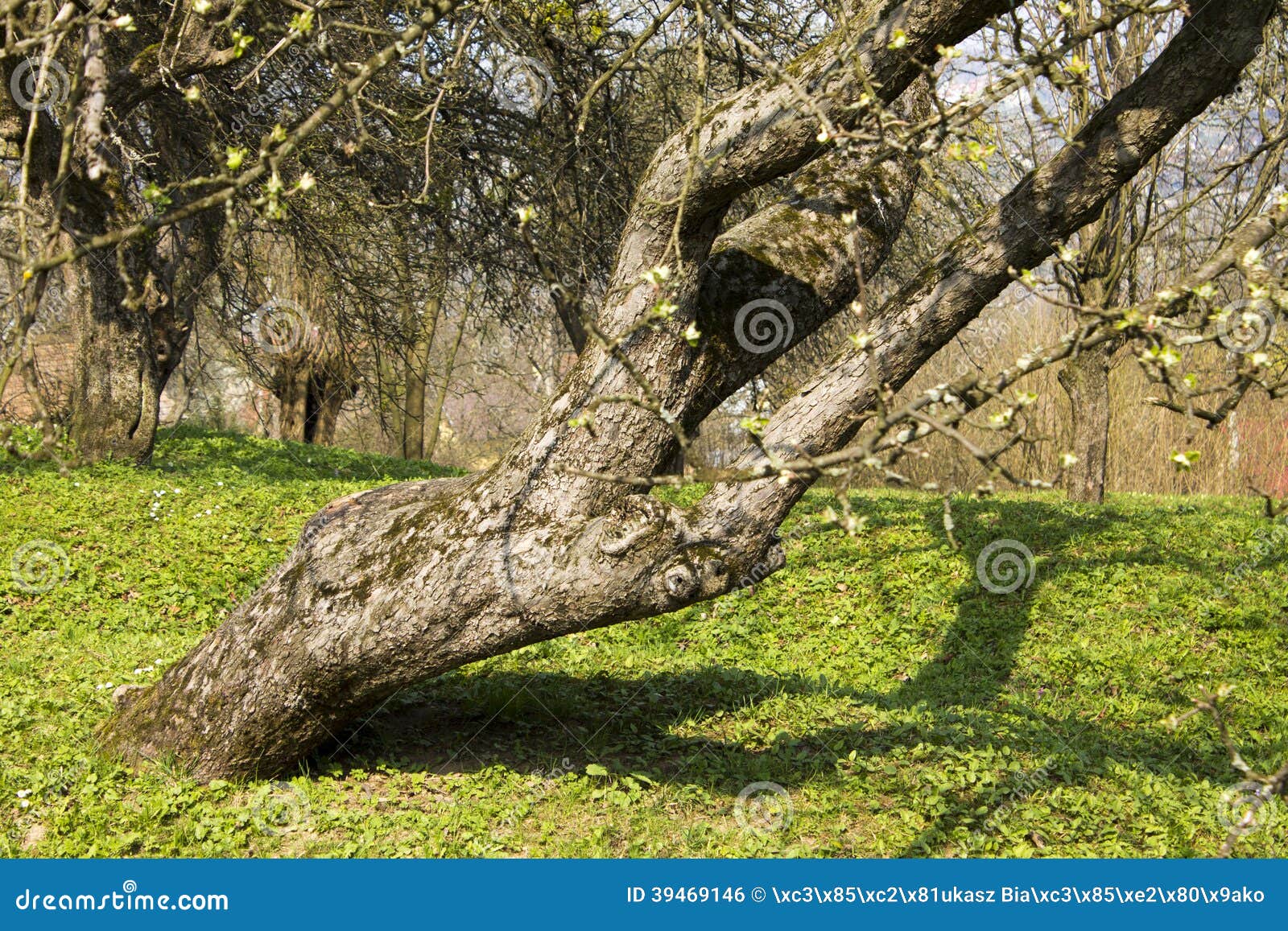 Crooked tree stock photo. Image of green, sticks, soil - 39469146