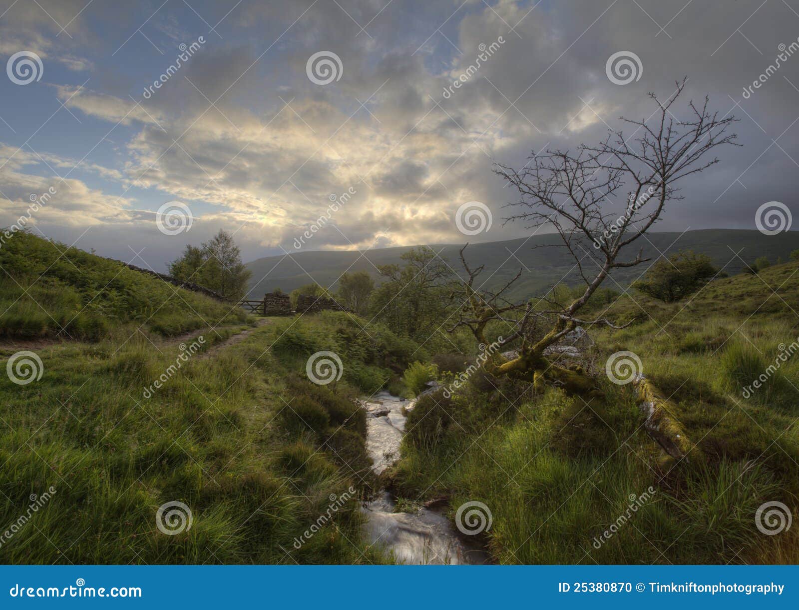 Crooked Tree and Stream stock photo. Image of outside - 25380870
