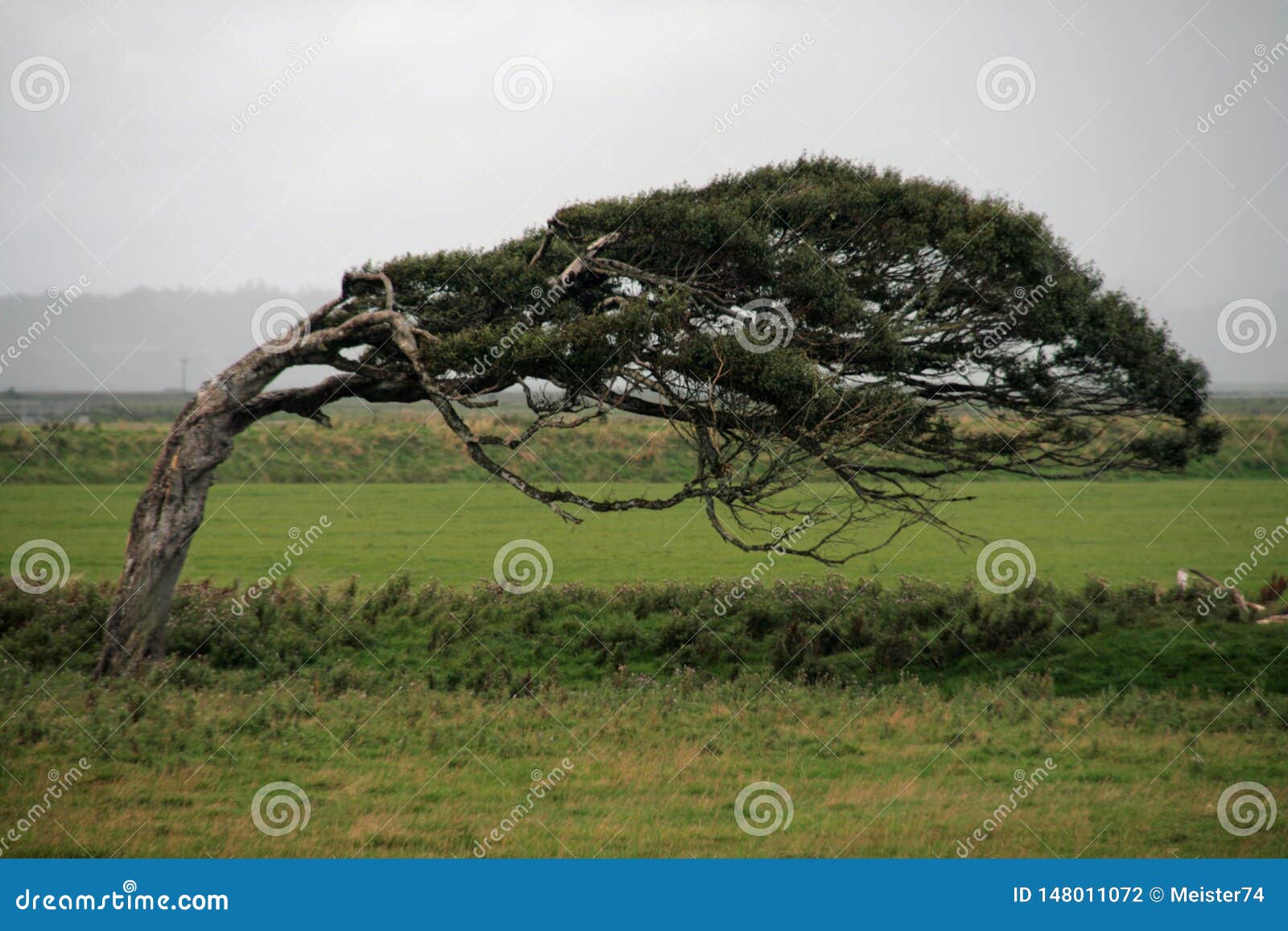 Tree struggles with wind stock photo. Image of nature - 148011072