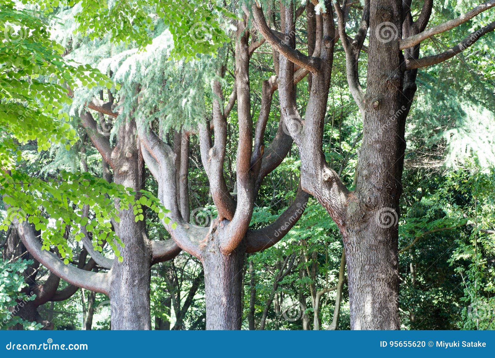 Crooked tree stock photo. Image of bent, forest, countryside - 95655620