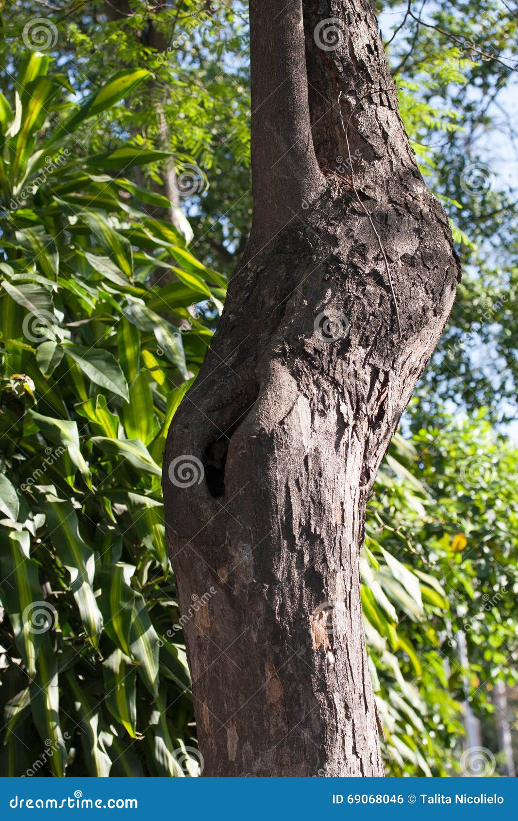 Crooked tree trunk stock photo. Image of rugged, green - 69068046