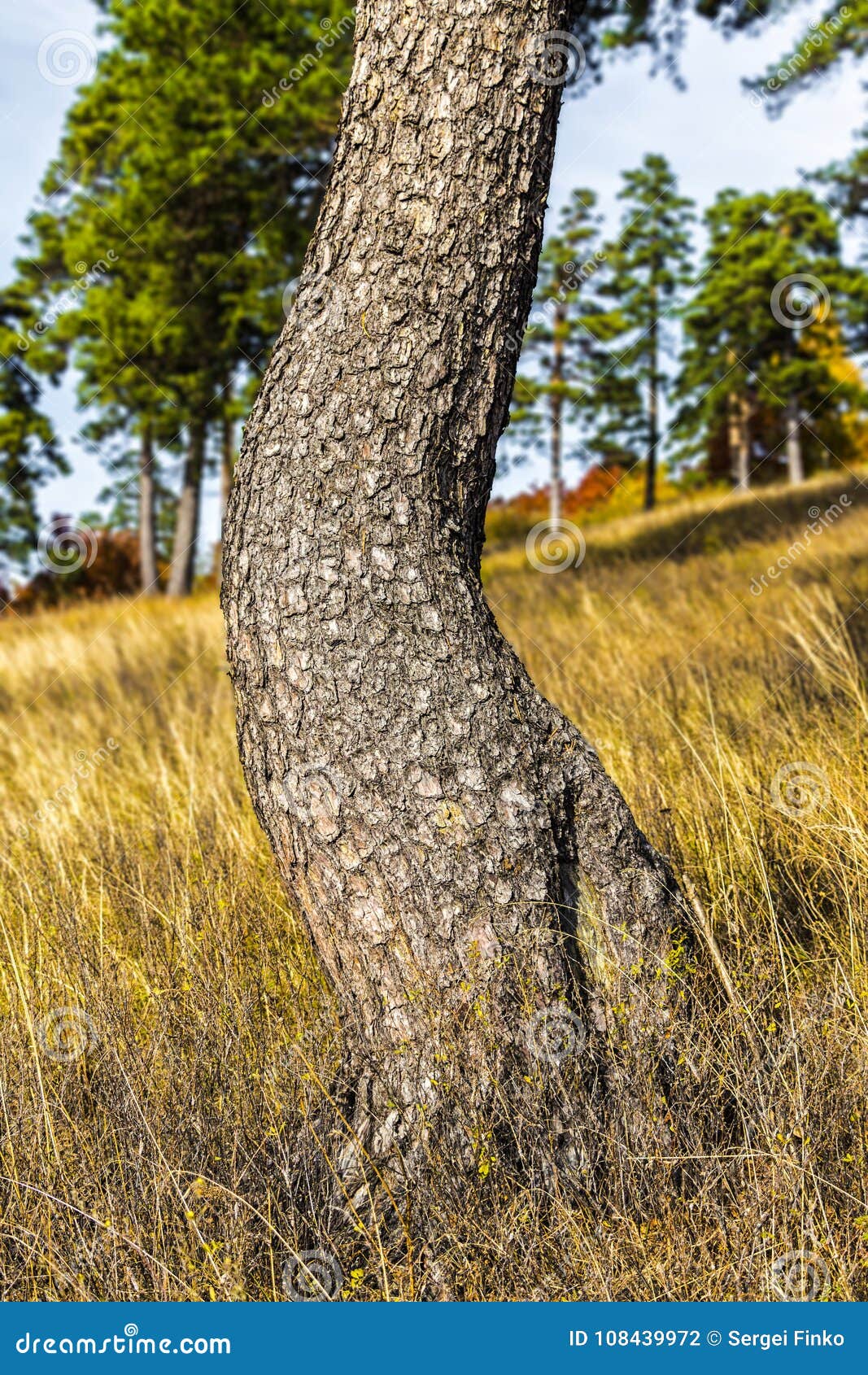 Crooked tree trunk stock photo. Image of strange, curved - 108439972