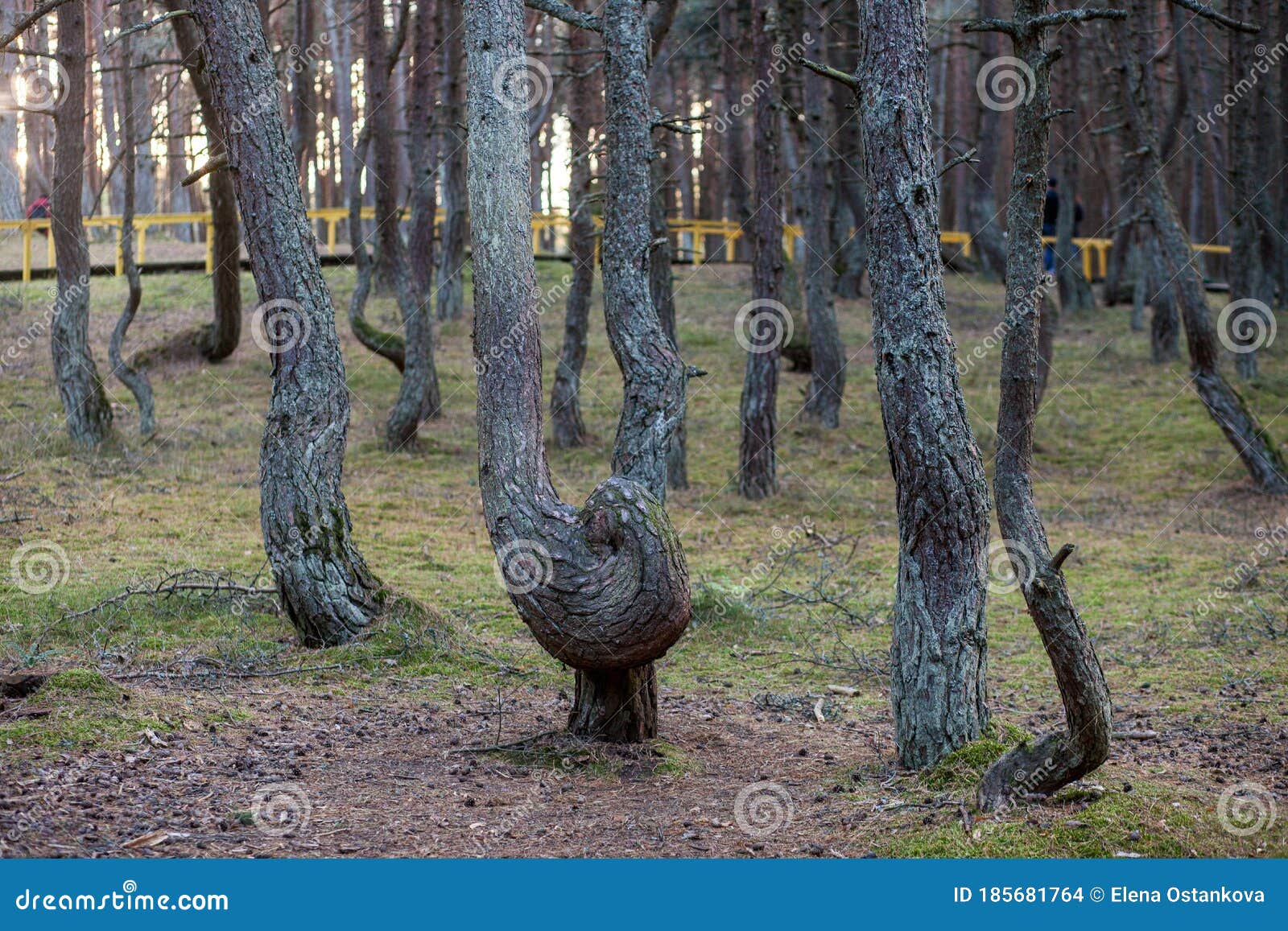 Crooked Tree Trunks in the Forest Stock Photo - Image of pines ...