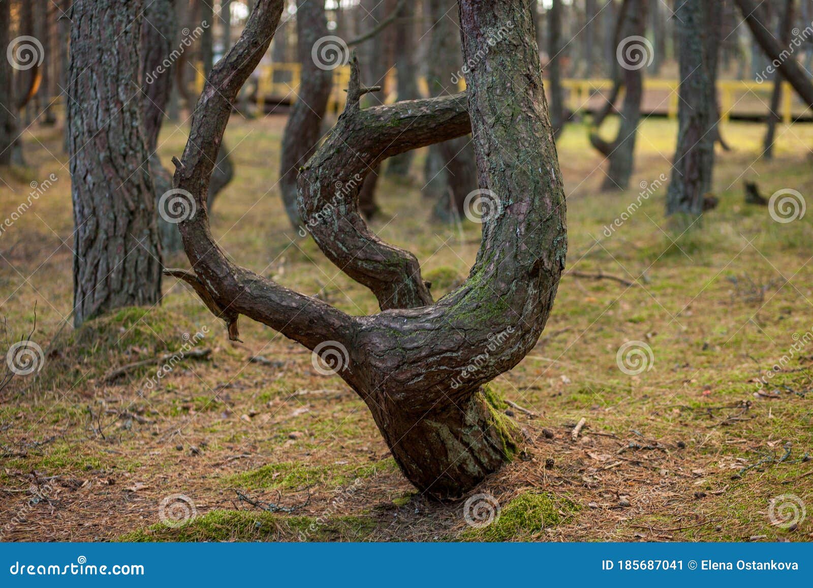 Crooked tree trunks stock image. Image of green, grove - 185687041