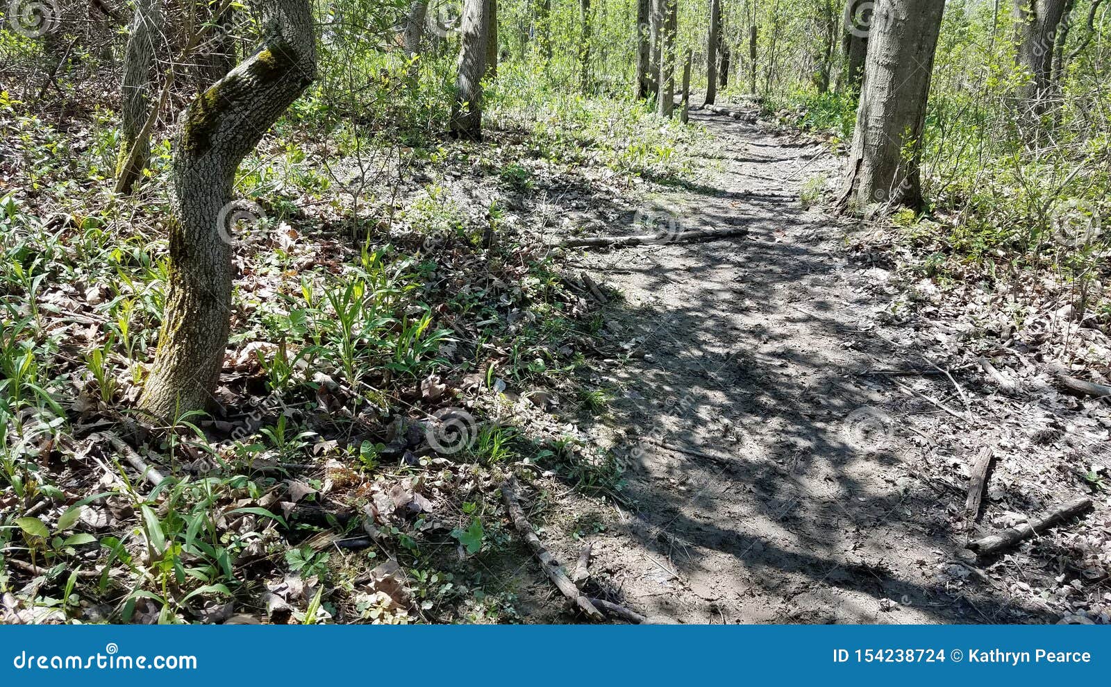 Crooked tree walking path stock photo. Image of path - 154238724