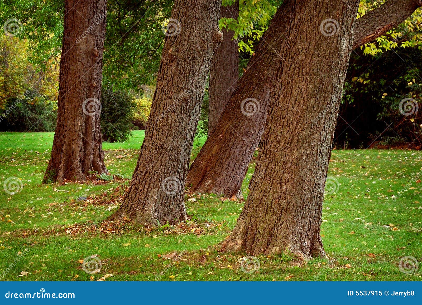 Crooked trees stock image. Image of natural, outside, slanted - 5537915