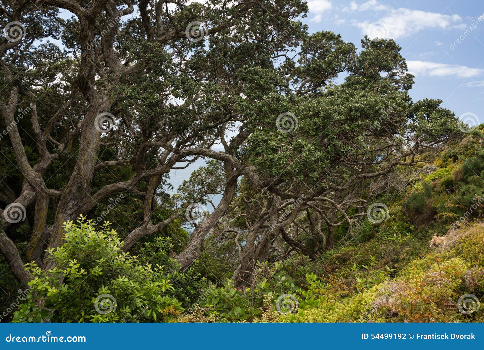 Crooked Trees stock photo. Image of crooked, leaves, curved - 54499192
