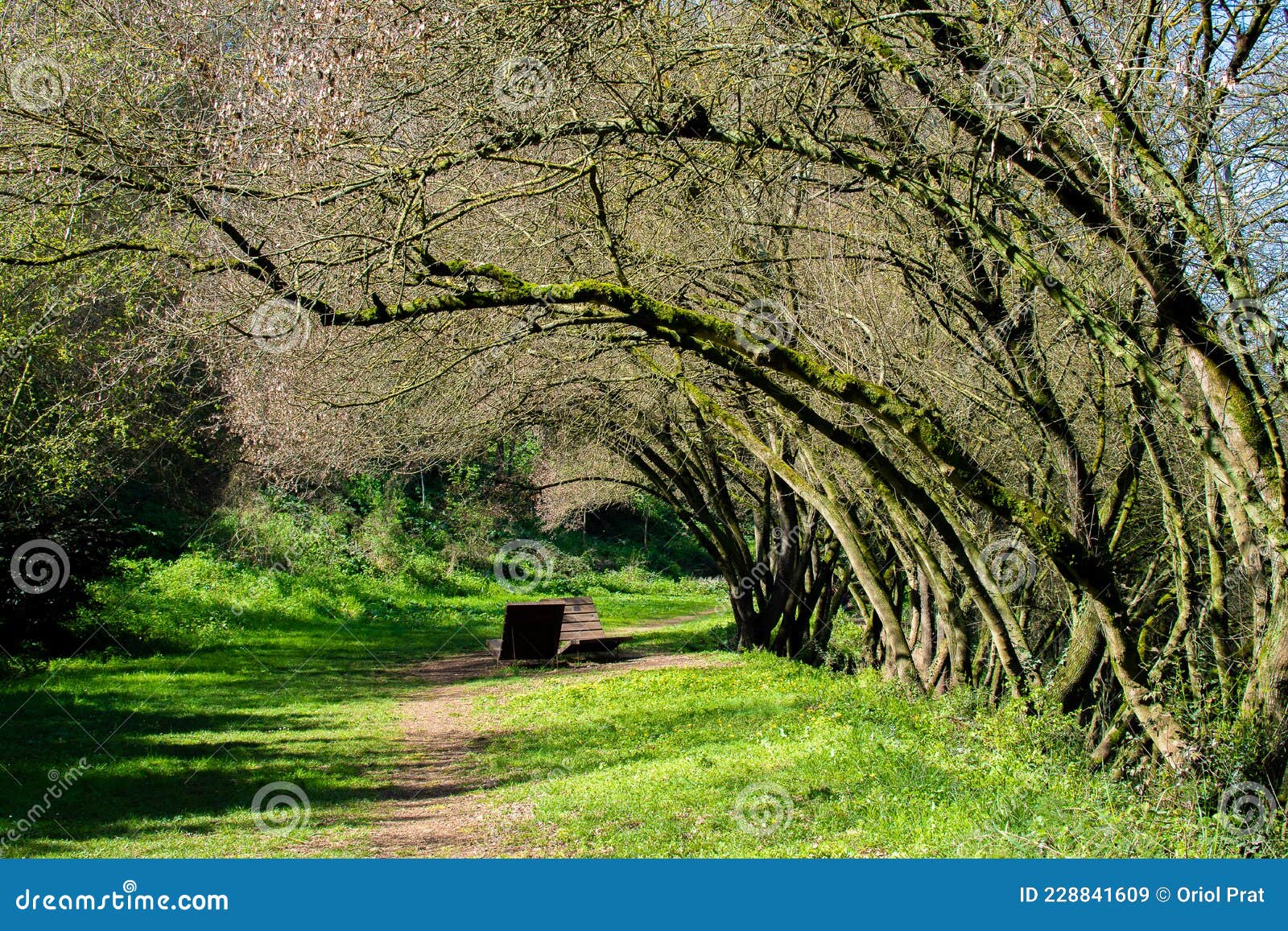 Crooked Trees Covering a Path in the Forest Stock Image - Image of ...