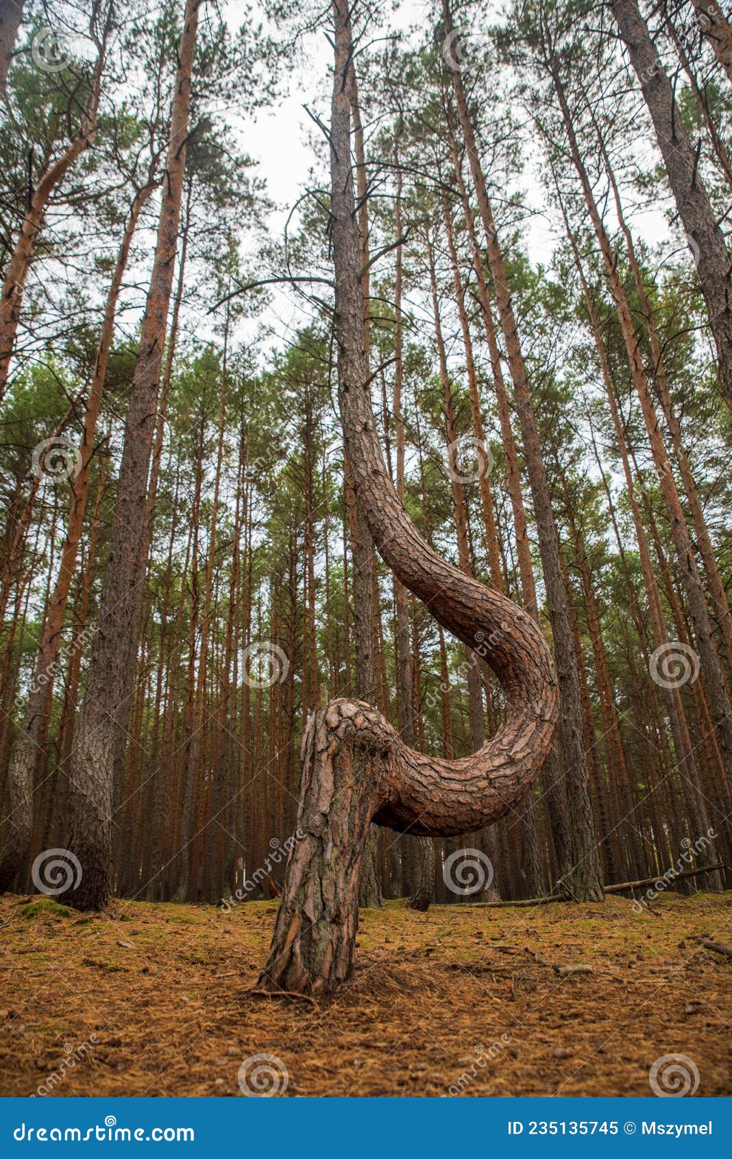 Crooked Trees in Crooked Forest in Western Poland Stock Image - Image ...