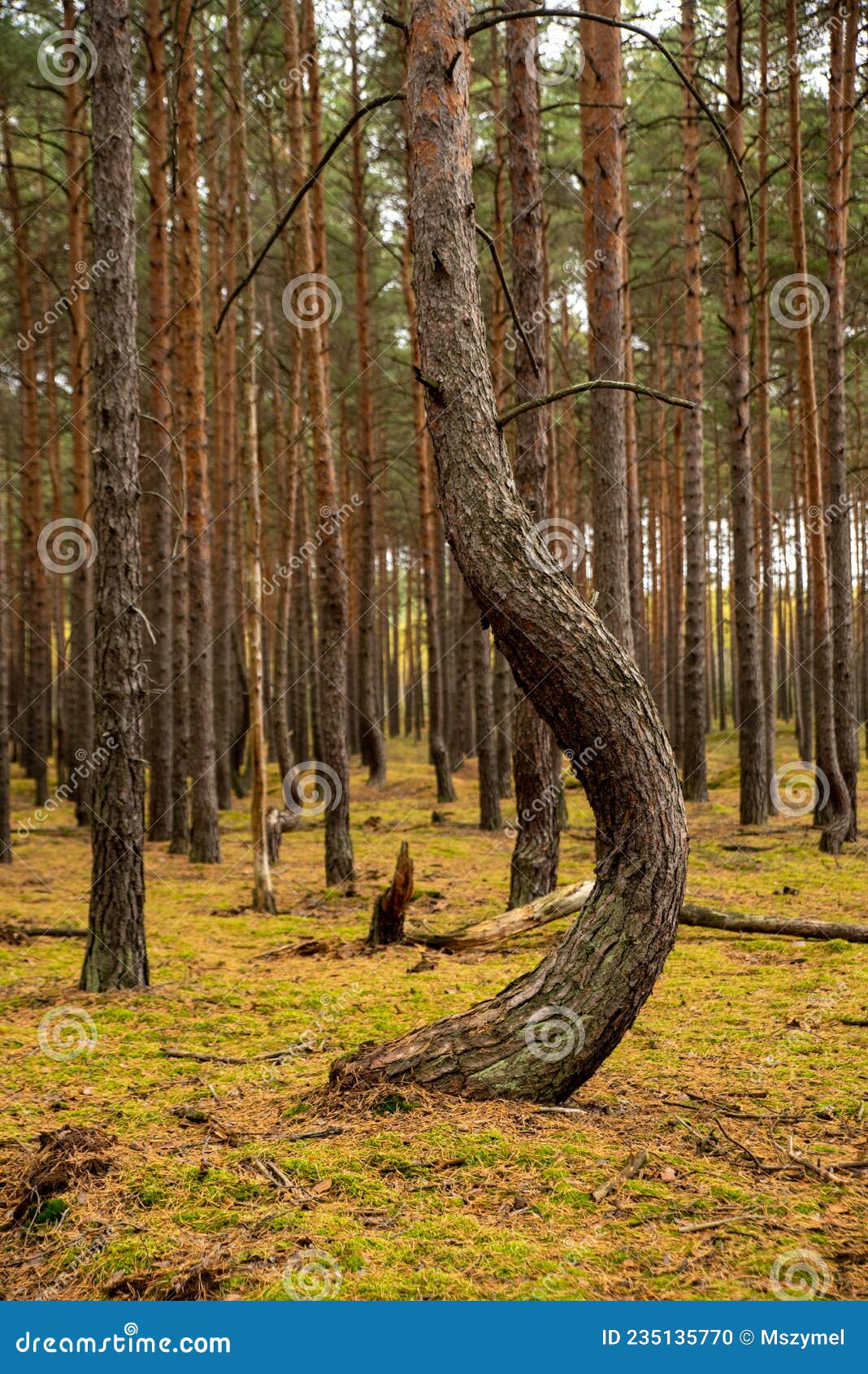 Crooked Trees in Crooked Forest in Western Poland Stock Photo - Image ...