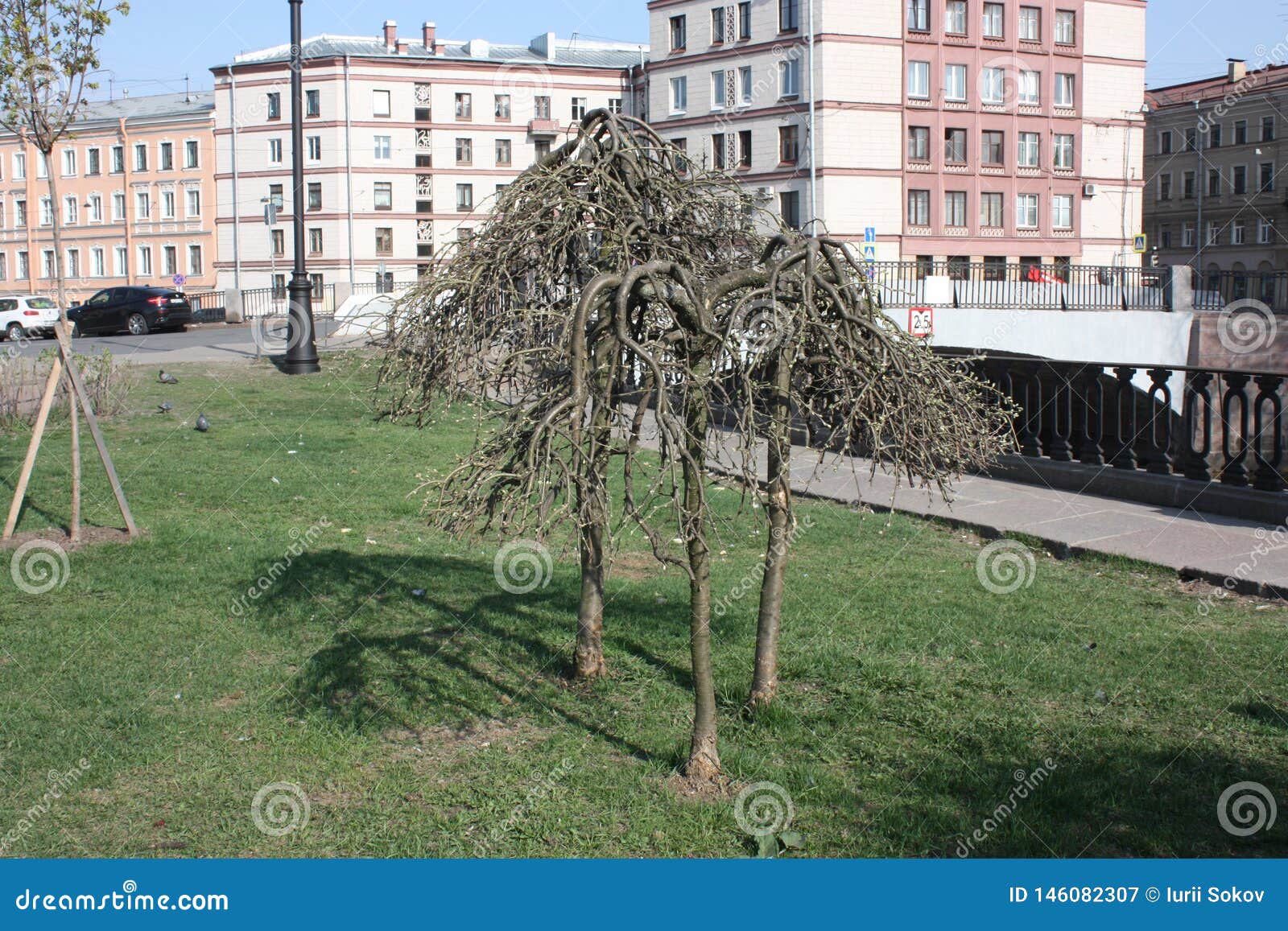 Crooked Trees on the Waterfront Stock Image - Image of spring, bunch ...