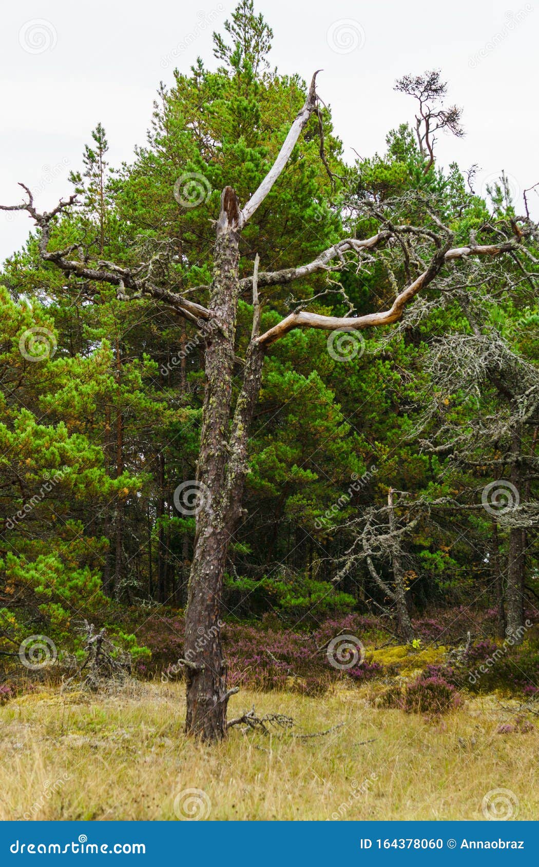 Crooked Trunks of Pine Trees in the Forest. Unusual Coniferous Trees in ...