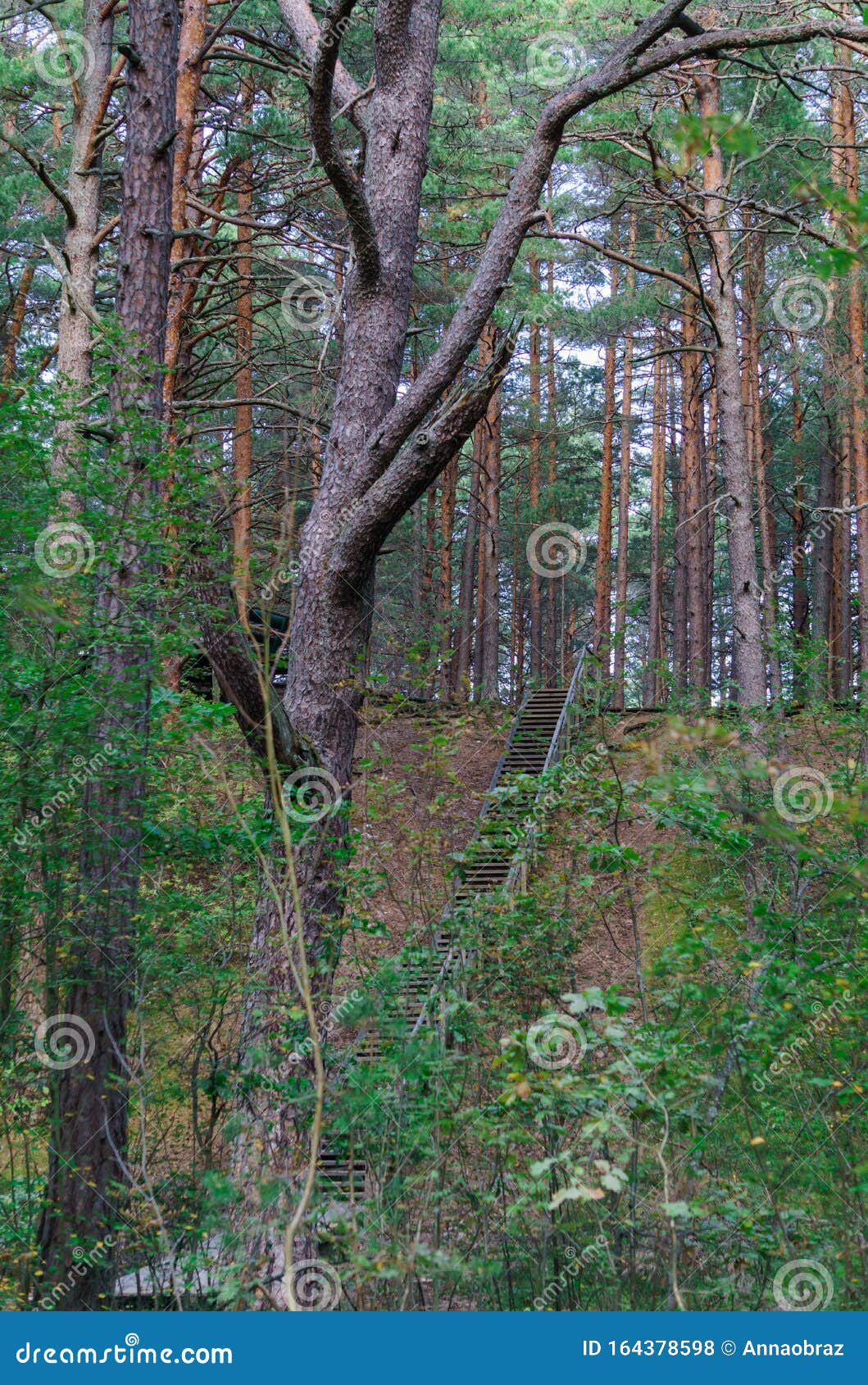 Crooked Trunks of Pine Trees in the Forest. Unusual Coniferous Trees in ...