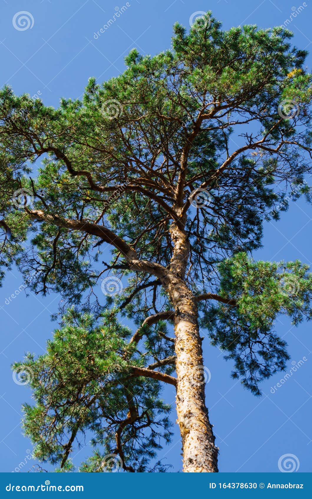 Crooked Trunks of Pine Trees in the Forest. Unusual Coniferous Trees in ...