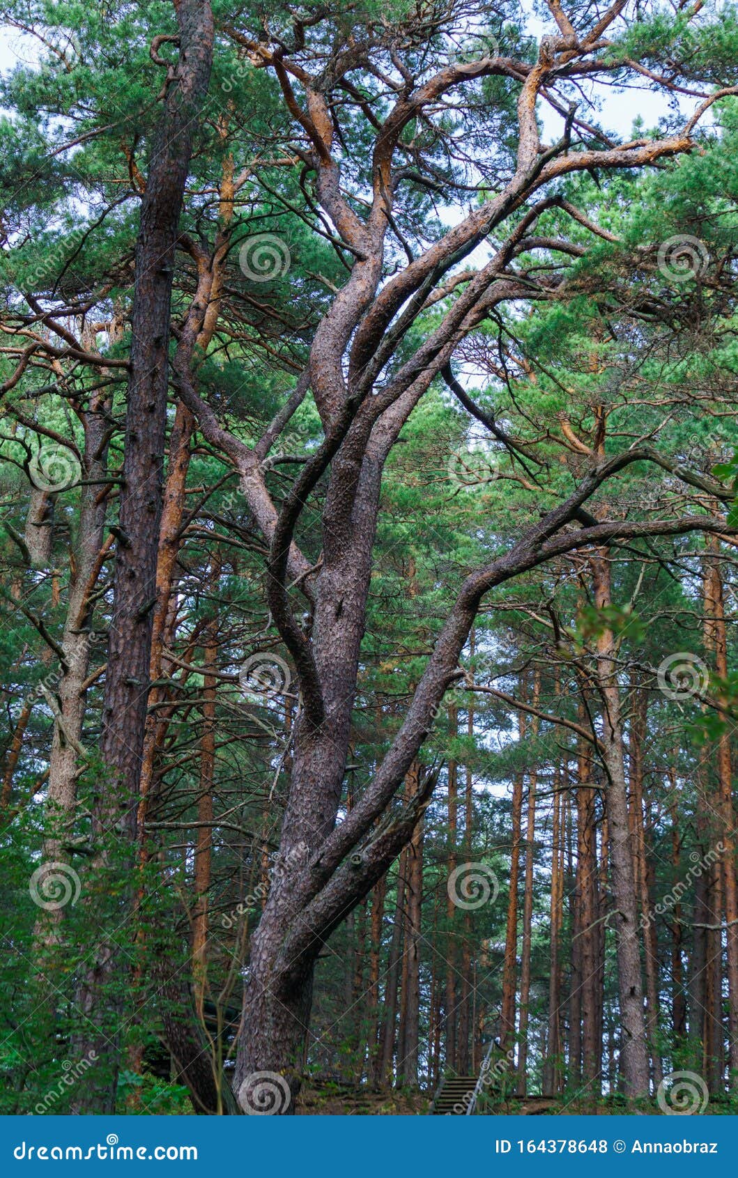 Crooked Trunks of Pine Trees in the Forest. Unusual Coniferous Trees in ...