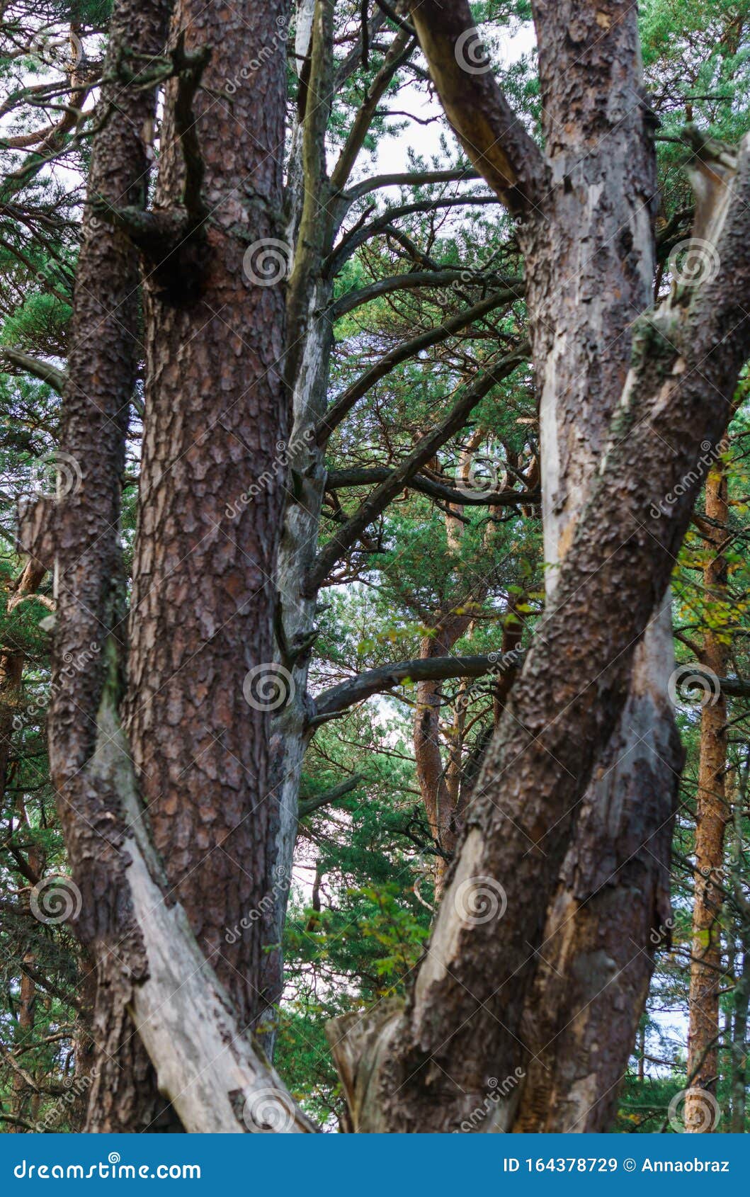 Crooked Trunks of Pine Trees in the Forest. Unusual Coniferous Trees in ...