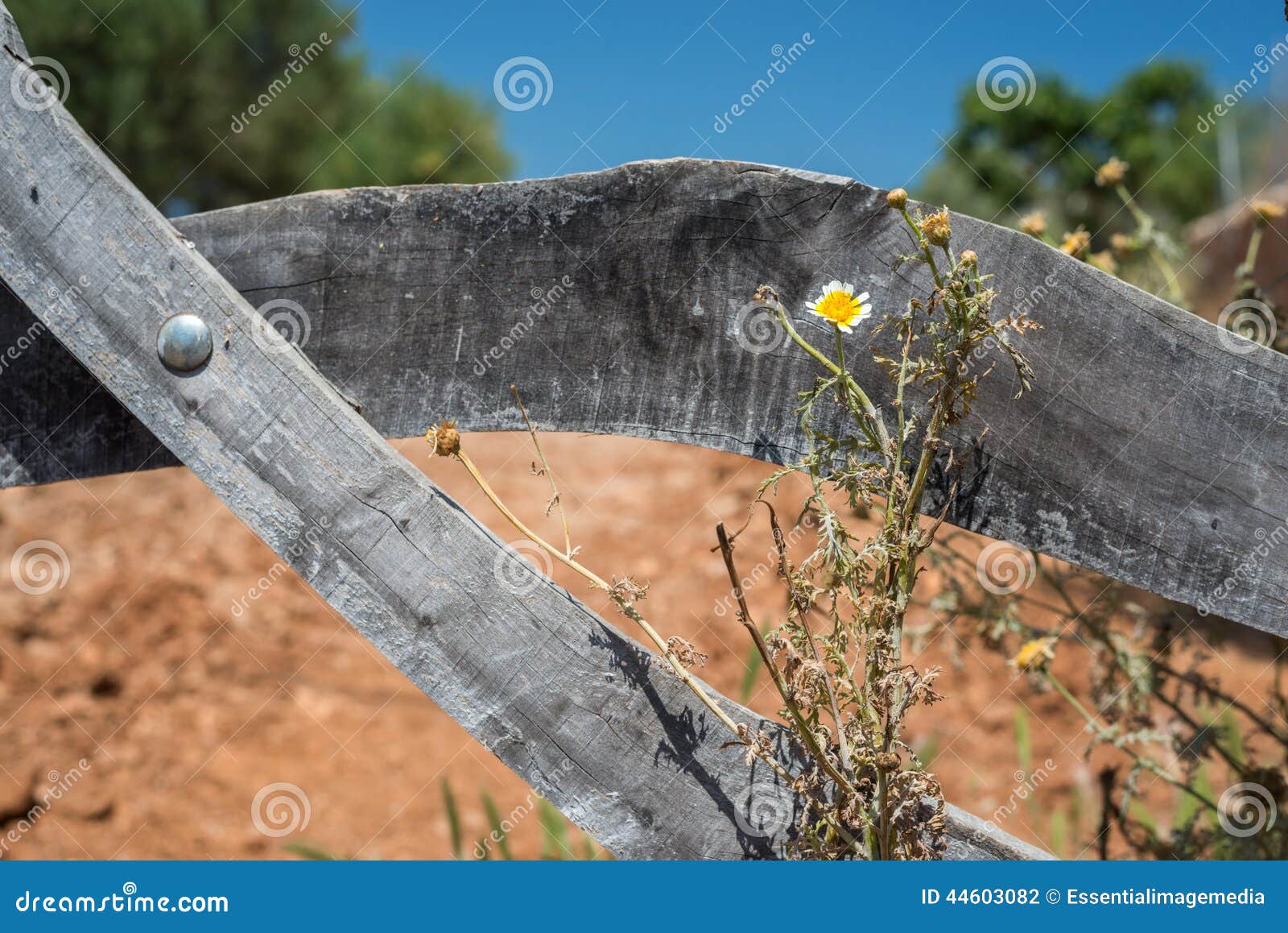 Crooked Wooden Gate (3) stock photo. Image of open, farm - 44603082