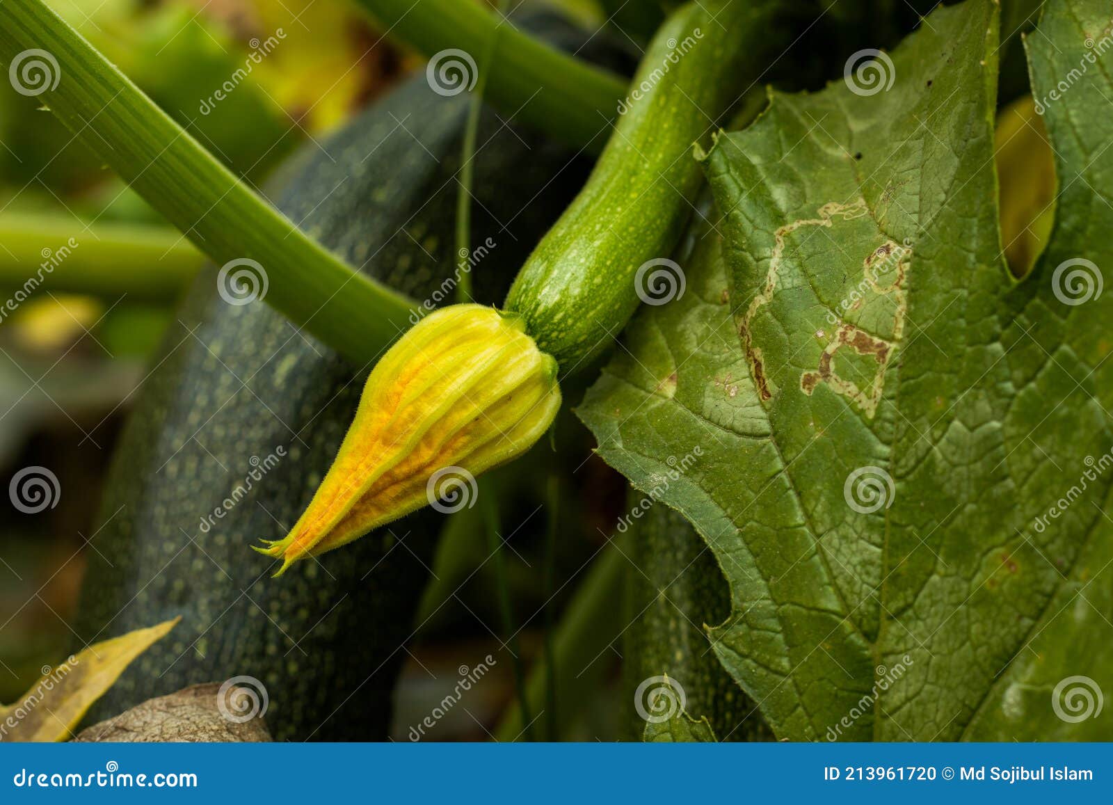 Cousa Squash Stock Photos - Free & Royalty-Free Stock Photos from ...