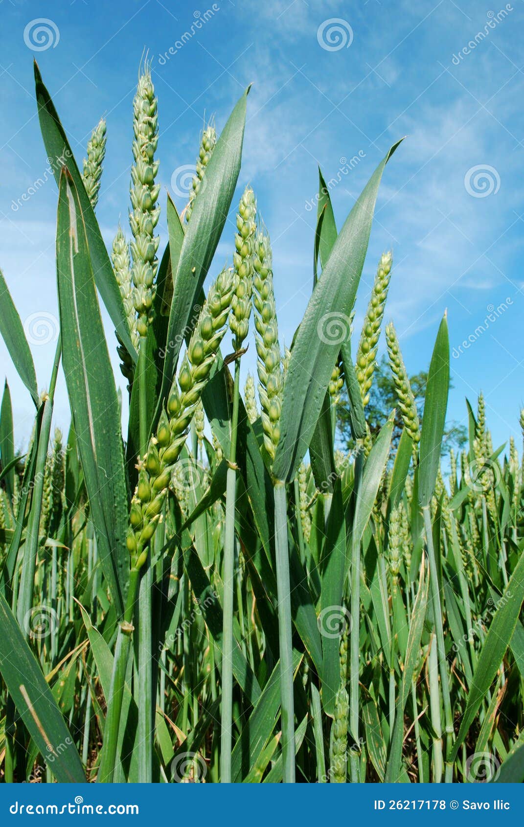 Crop stock photo. Image of detail, agriculture, wheat - 26217178
