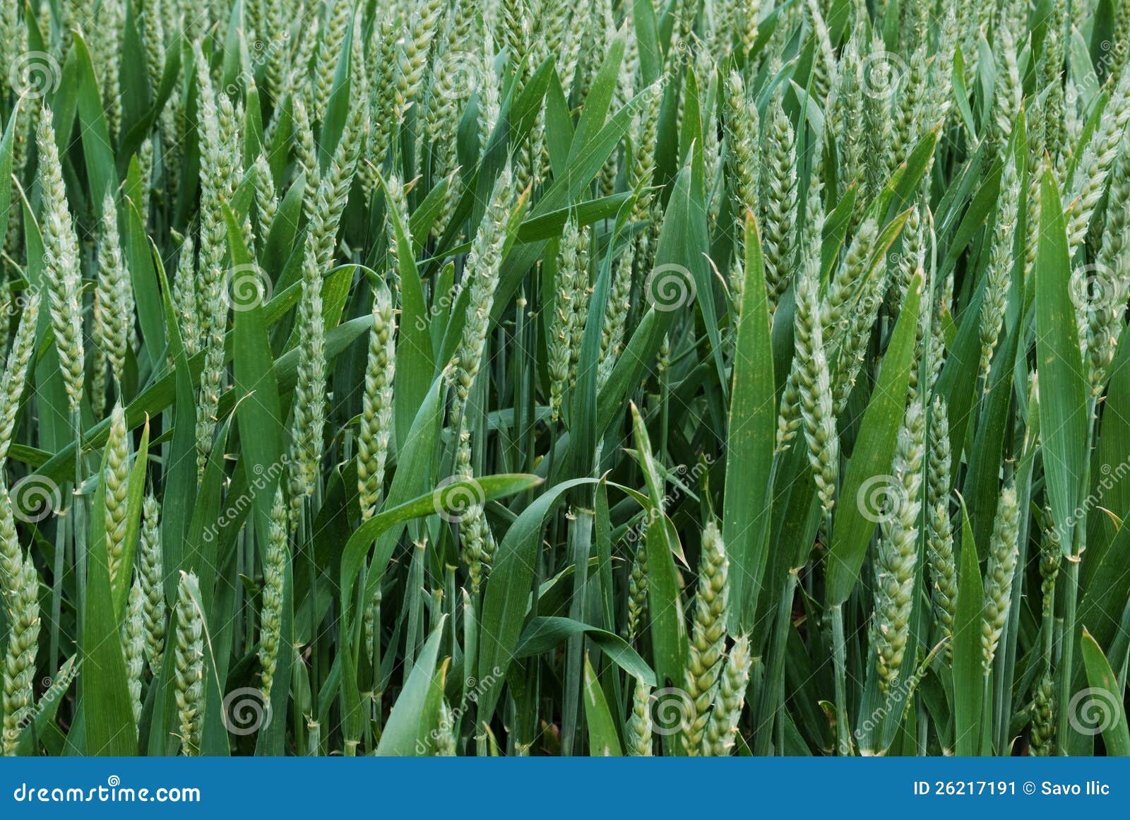Crop stock image. Image of green, food, farm, season - 26217191