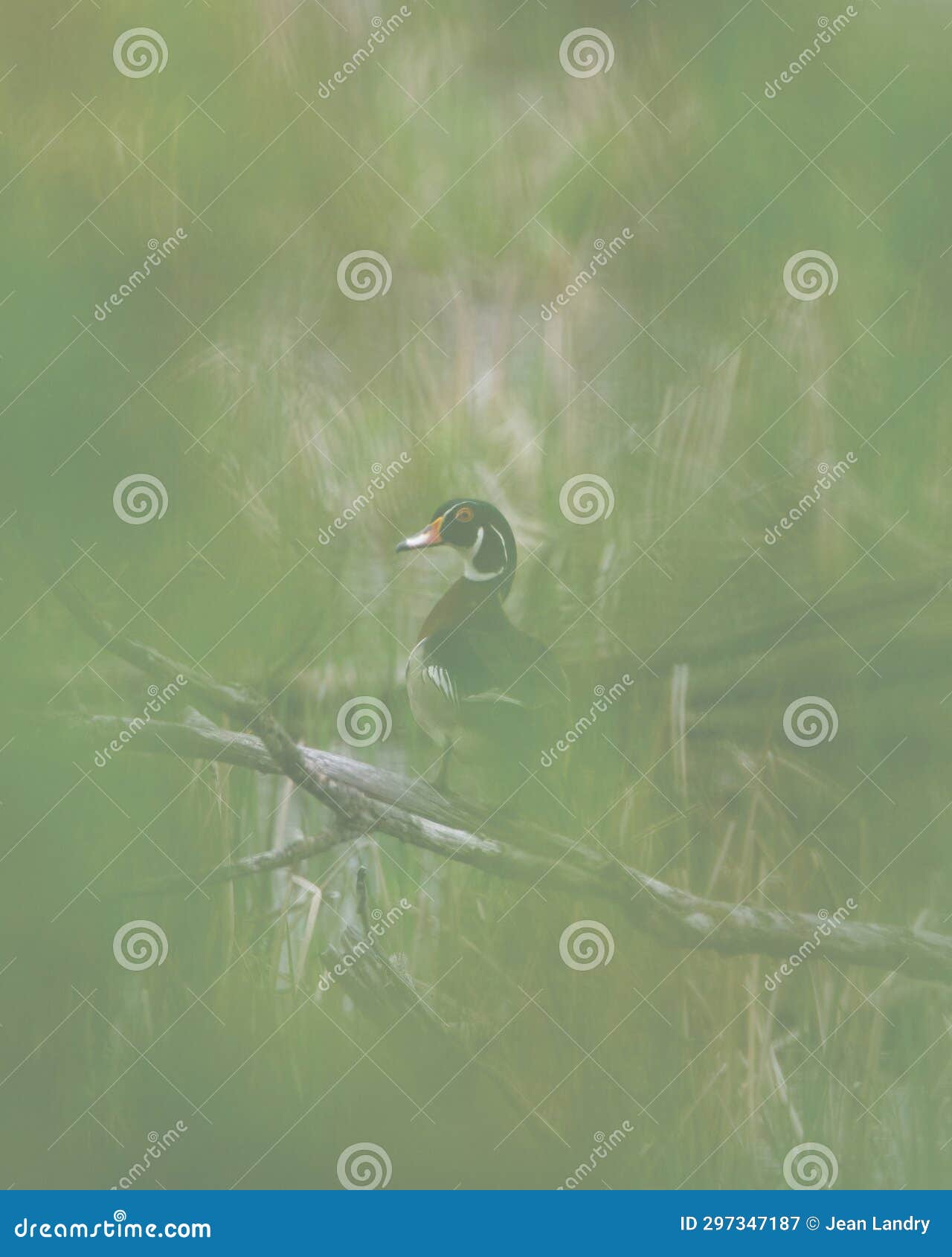 Surveilling Male Wood Duck on Tree Branch Seen through Green Foliage ...