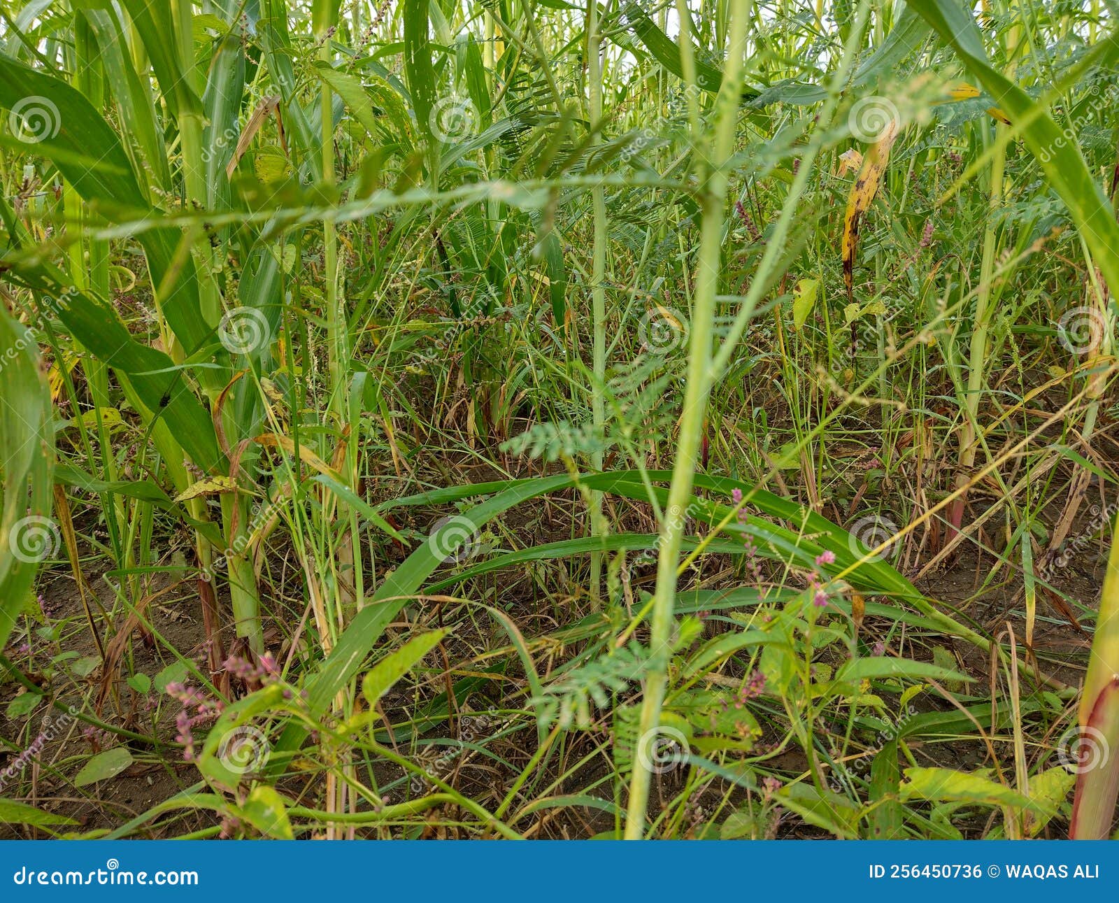 Crop Agricuture Green Grass Leaf Stock Photo - Image of crop, leaf ...
